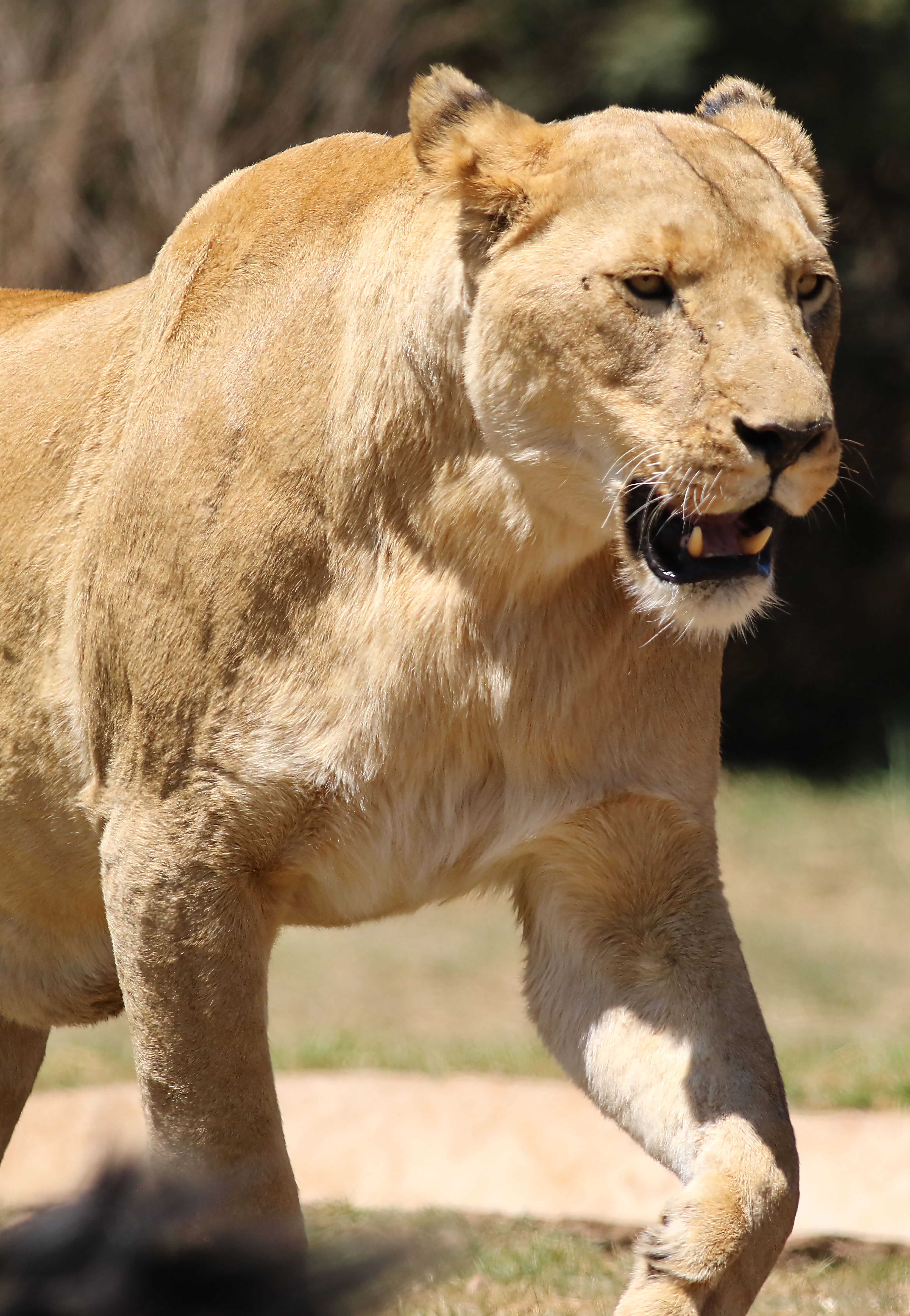 Majestic African Lion in Natural Habitat · Free Stock Photo
