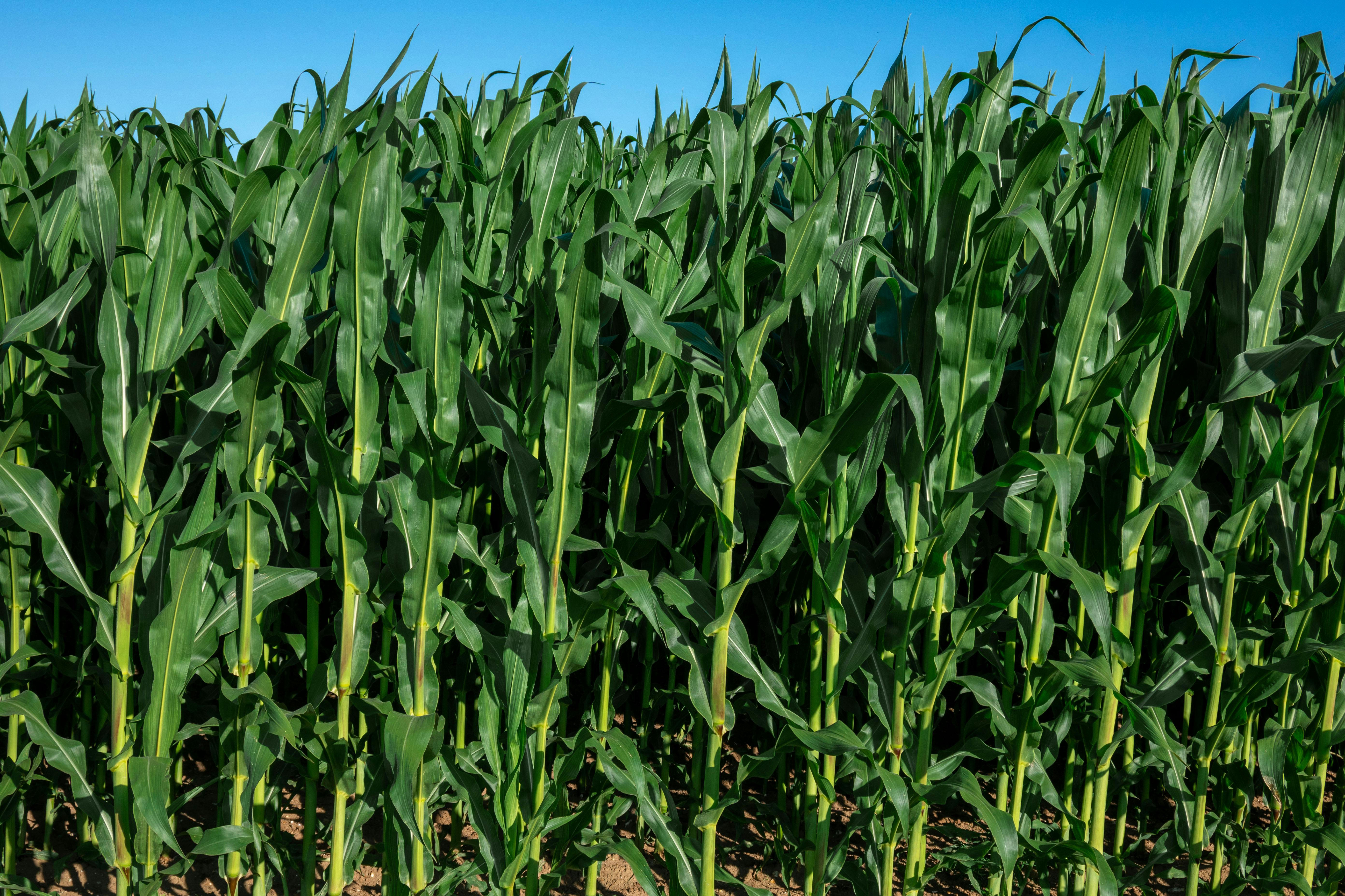 Exuberante Campo De Maíz Verde En Francia Bajo Un Cielo Azul · Foto de stock gratuita