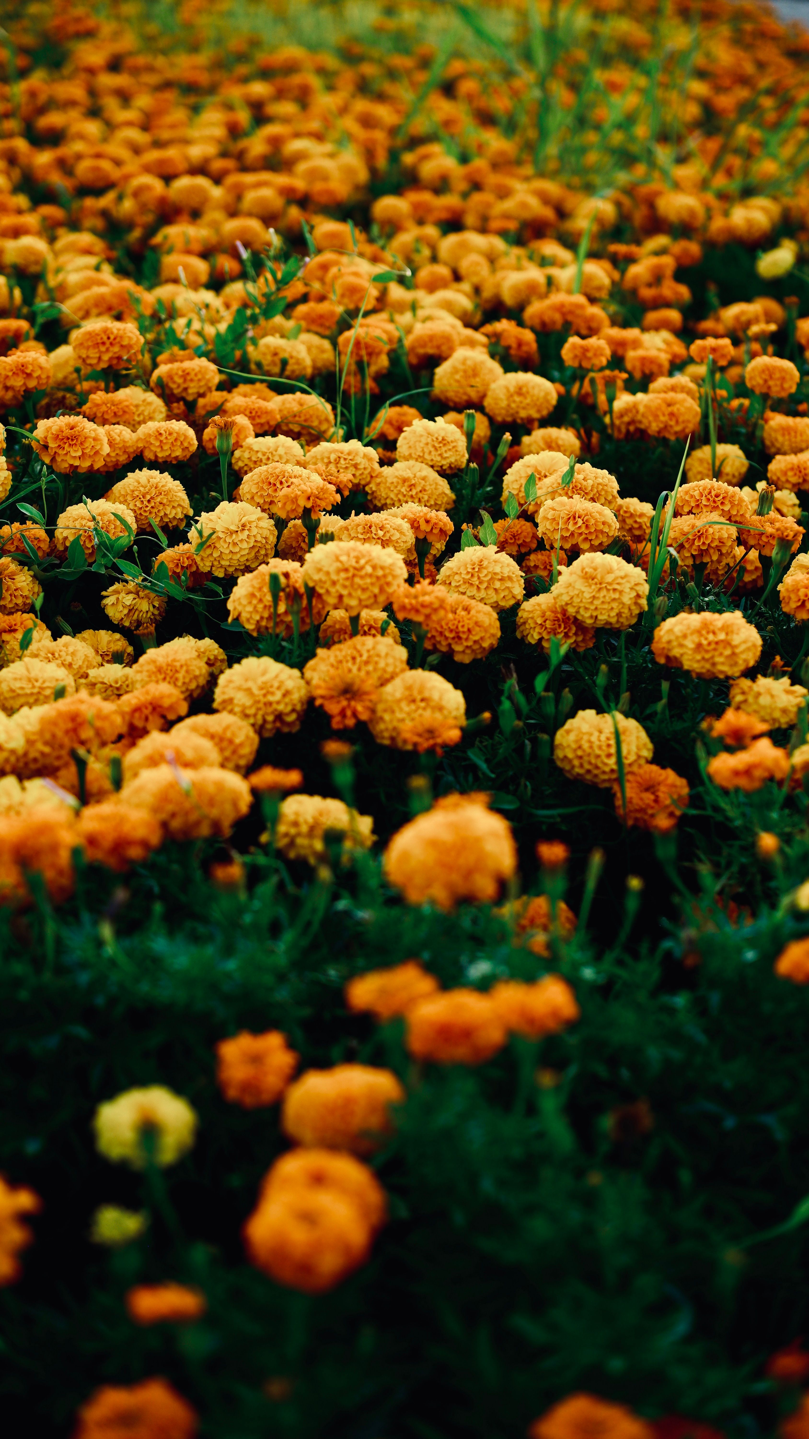 Vibrante Campo De Caléndula En Plena Floración · Foto de stock gratuita