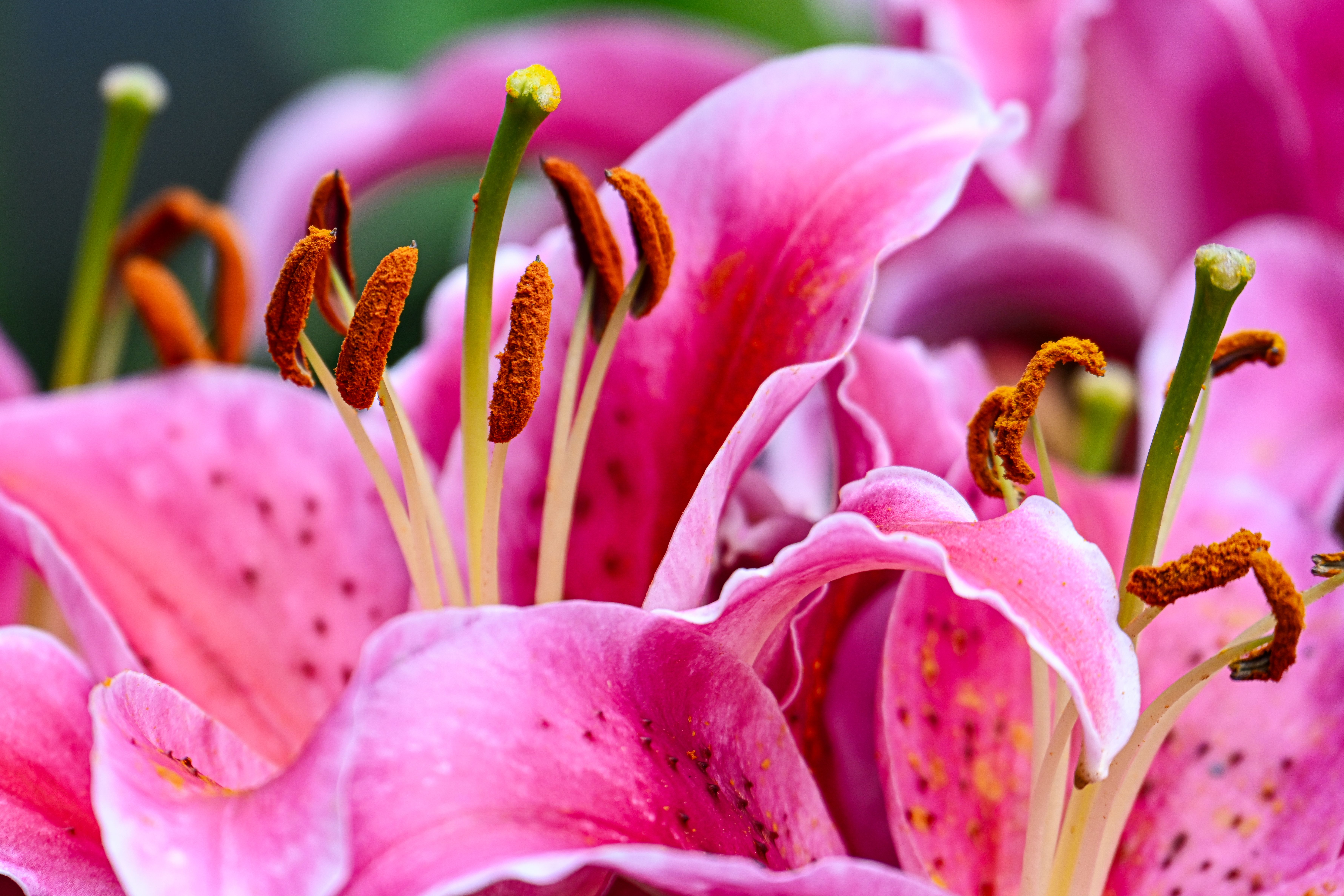 Vibrant Close-Up of Pink Lilies in Bloom · Free Stock Photo