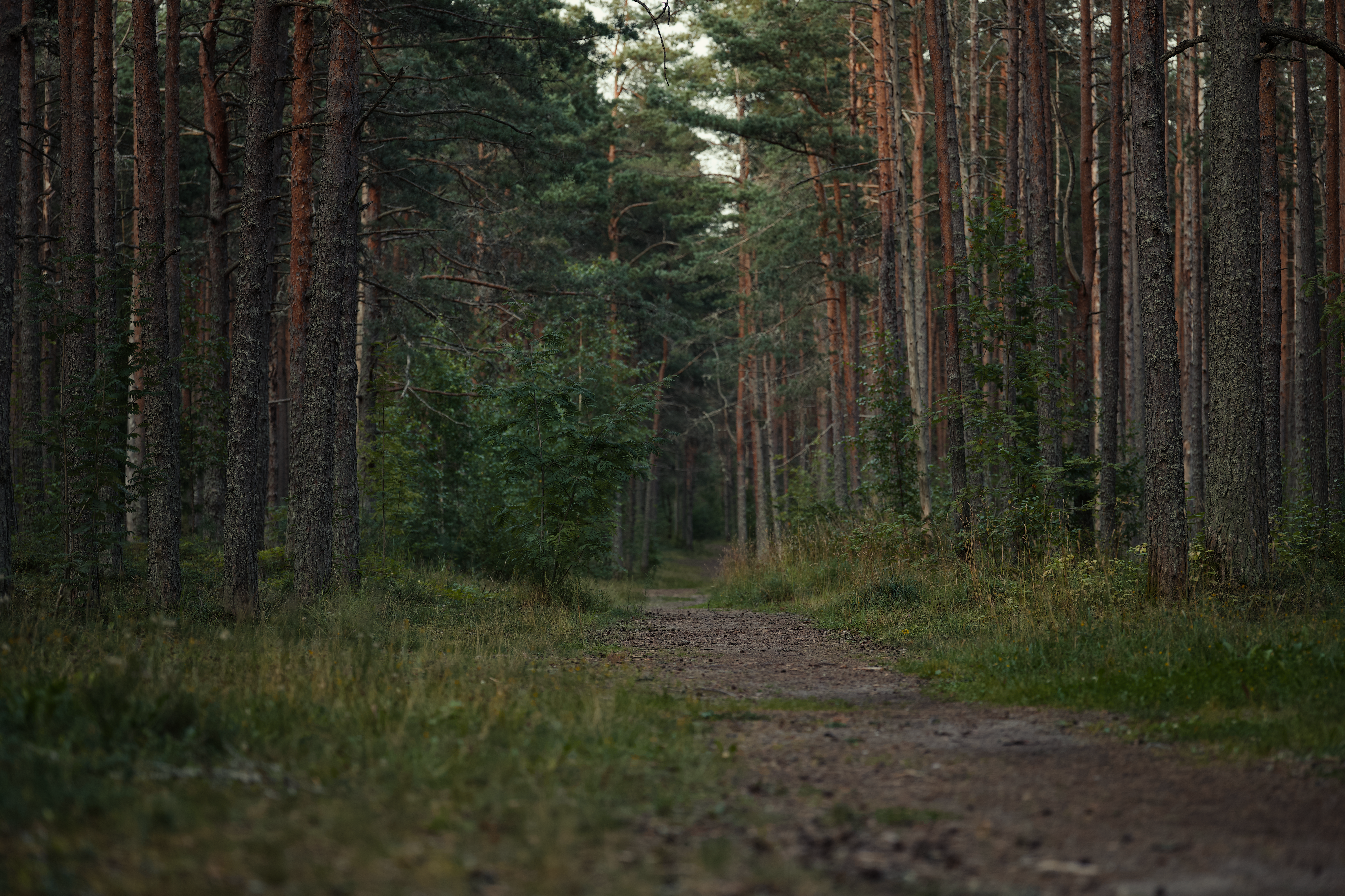 Serene Woodland Trail Surrounded by Pine Trees · Free Stock Photo