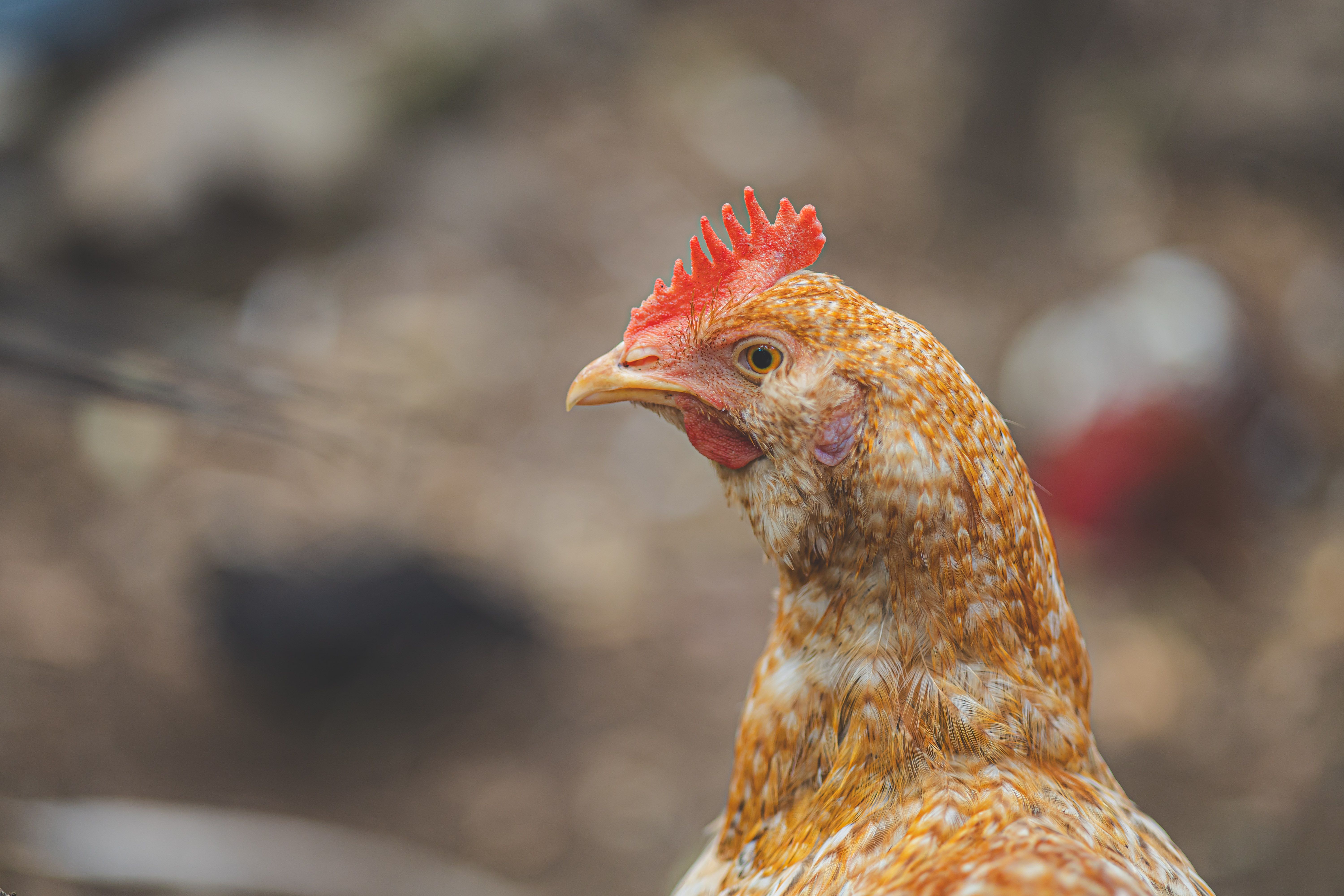 Close-up Portrait of a Hen in Outdoor Setting · Free Stock Photo