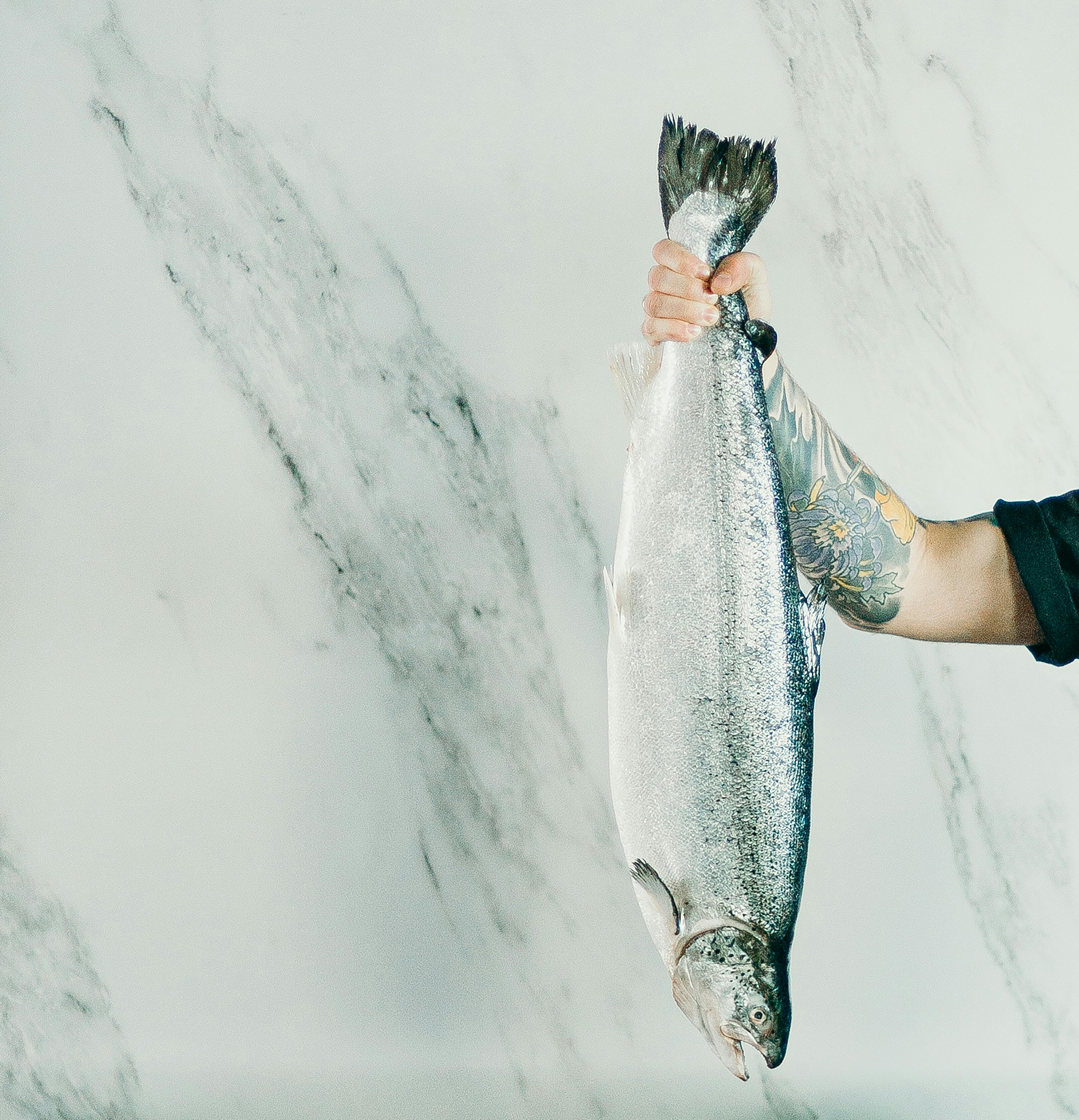 Photo De Mise Au Point Peu Profonde De Poisson Gris · Photo gratuite