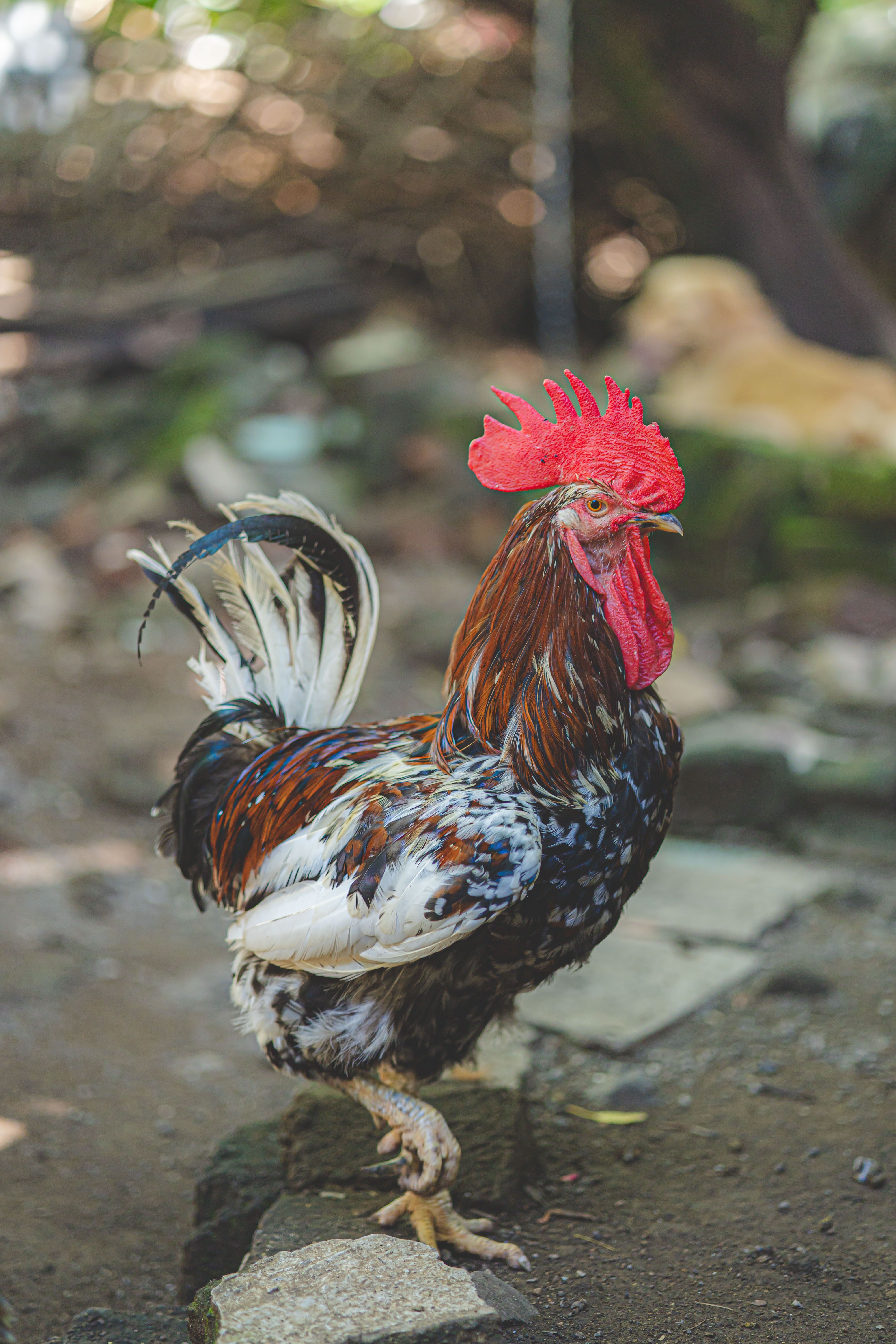 Vibrant Rooster in Natural Farm Setting · Free Stock Photo