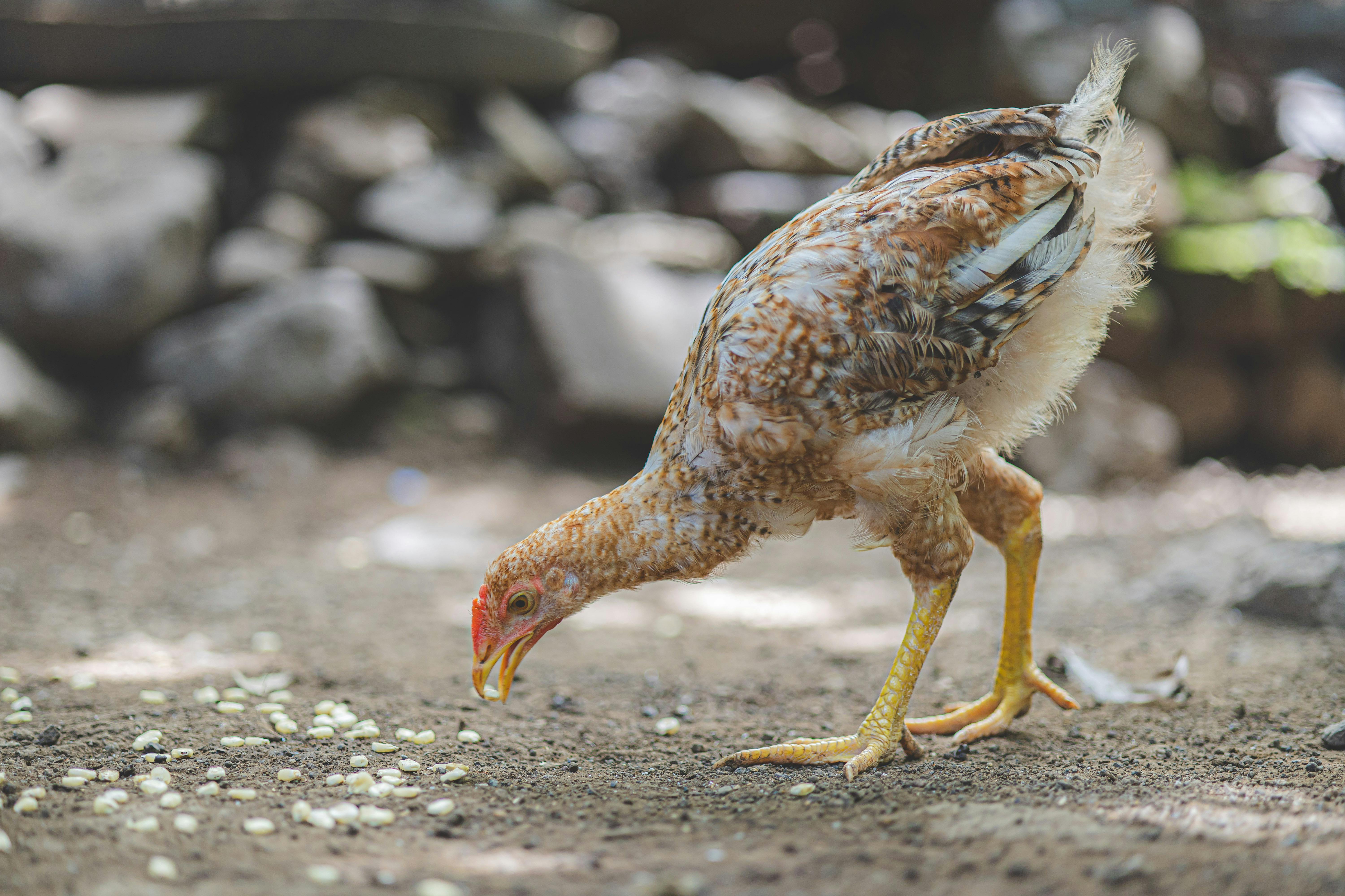 Kelly Adams+Legs Photos, Download The BEST Free Kelly Adams+Legs Stock ...