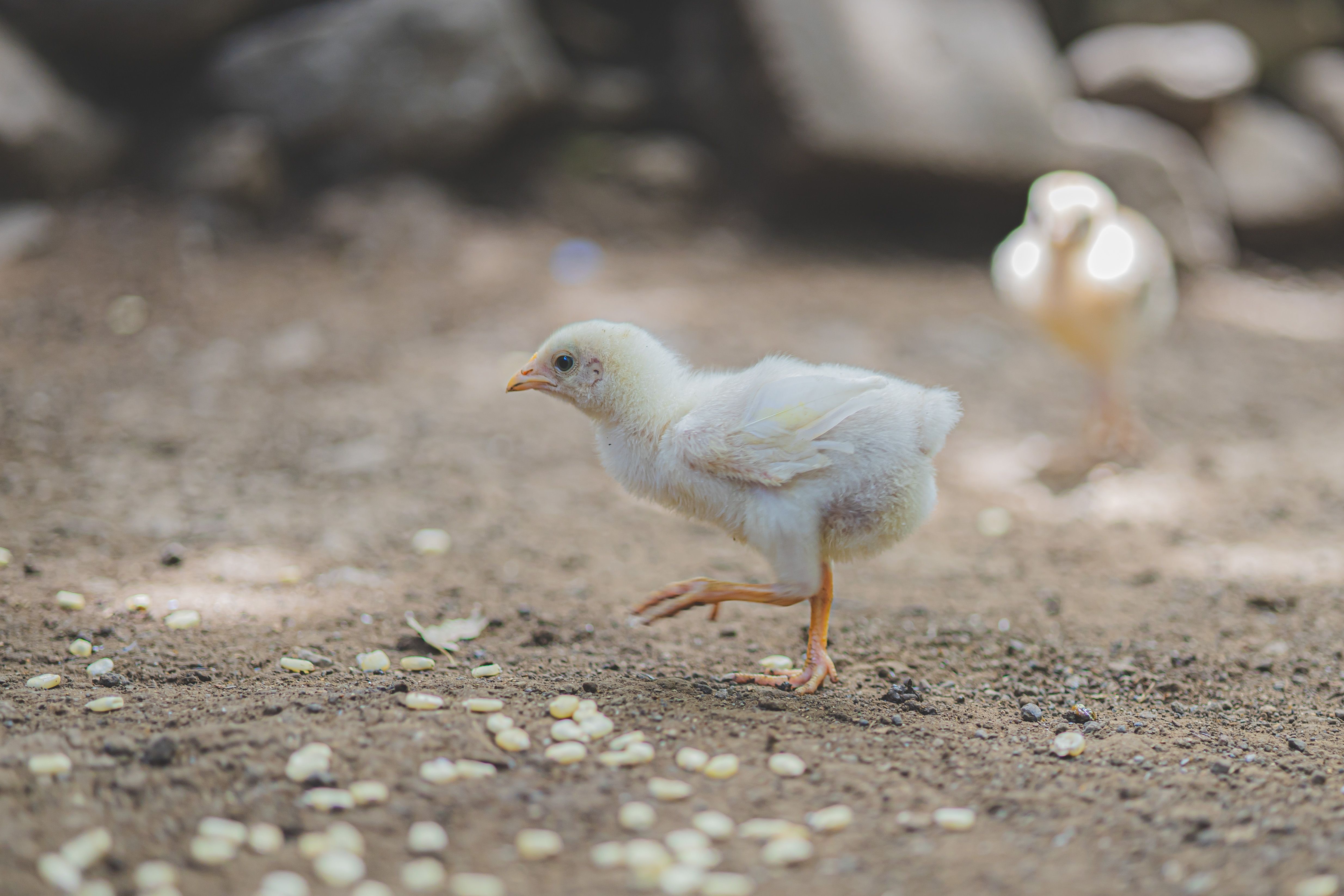 Baby+Chick+Clothing Photos, Download The BEST Free Baby+Chick+Clothing ...