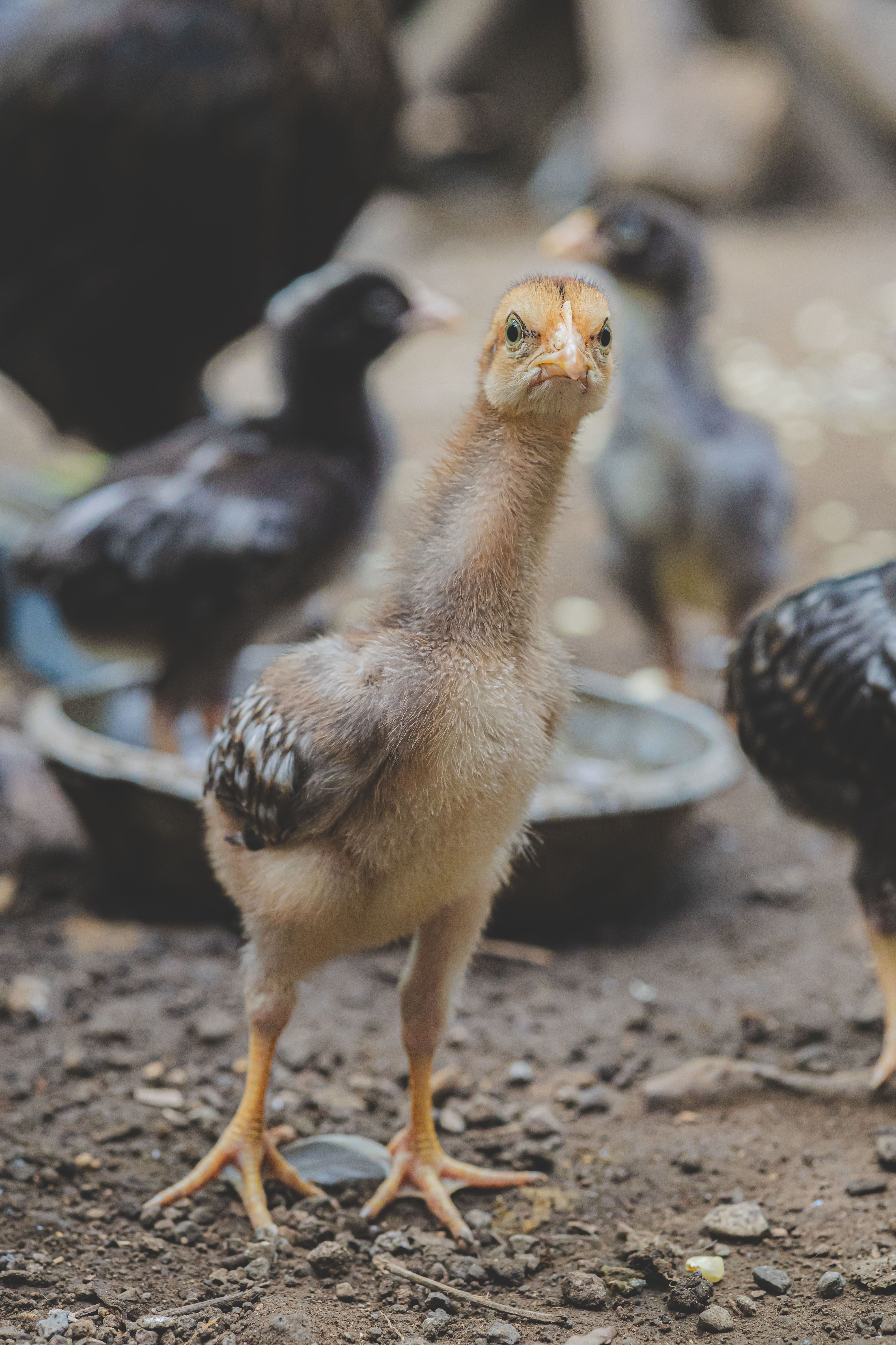 Young Chicken in Natural Outdoor Setting · Free Stock Photo