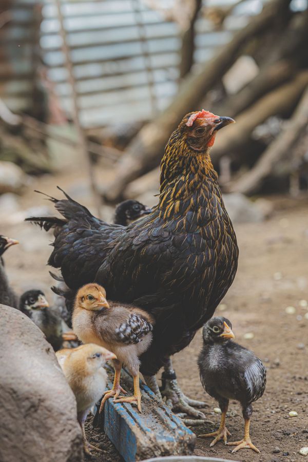 Chicken And Chicks Photos, Download The BEST Free Chicken And Chicks ...