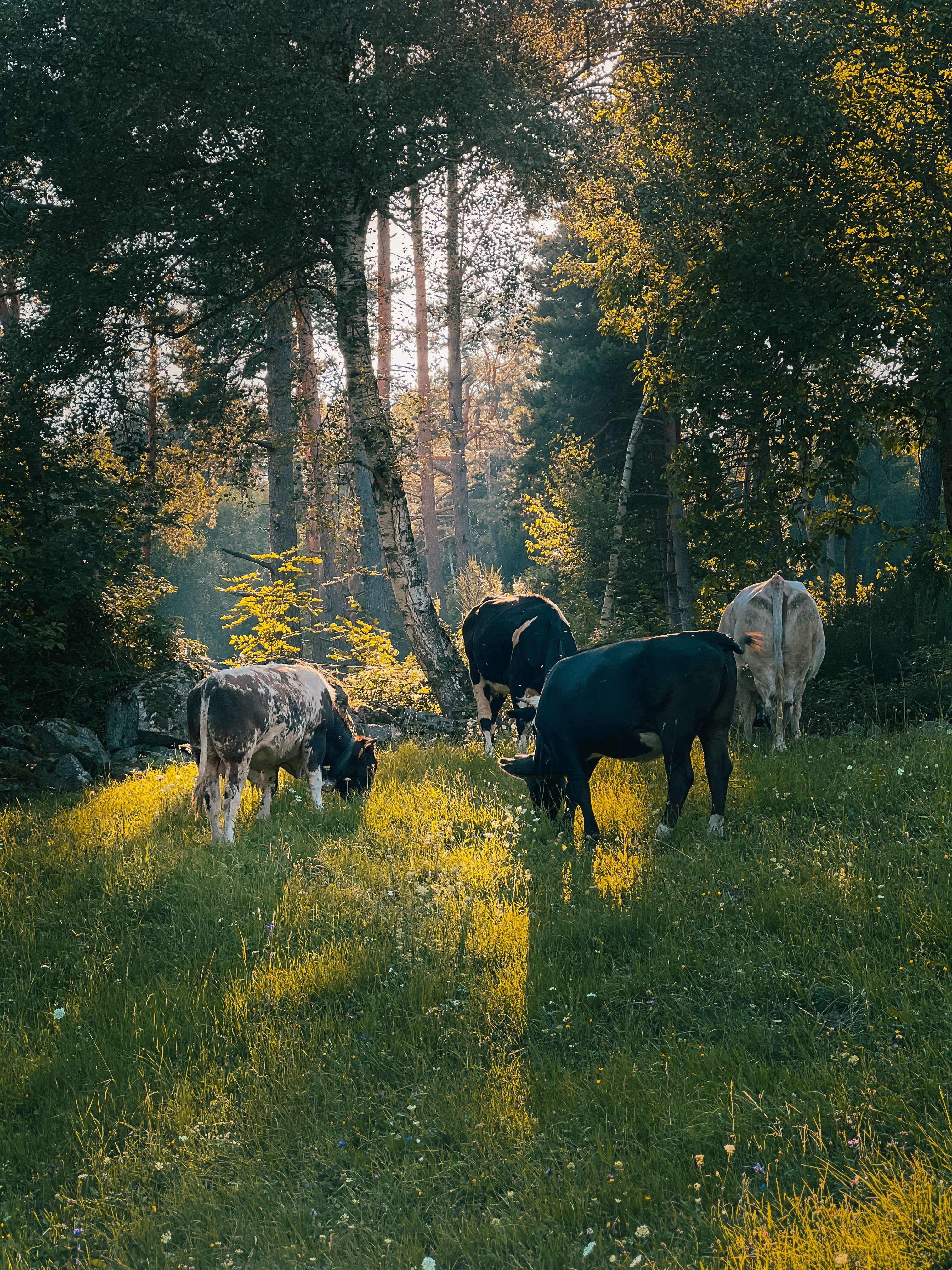 Pastoral Scene of Cows Grazing in Sunlit Forest · Free Stock Photo