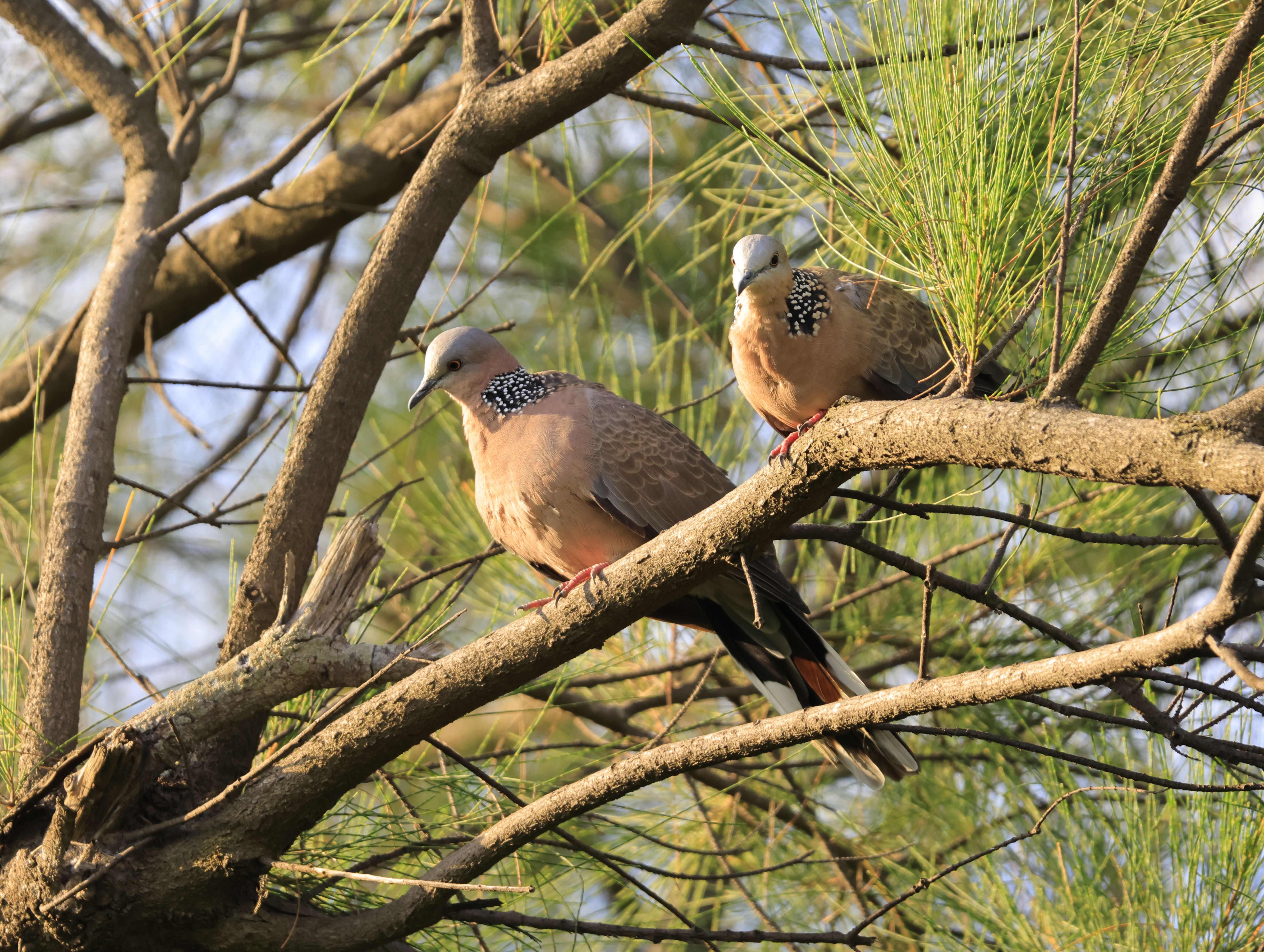 Spotted Doves on a Tree Branch in Sunlight · Free Stock Photo