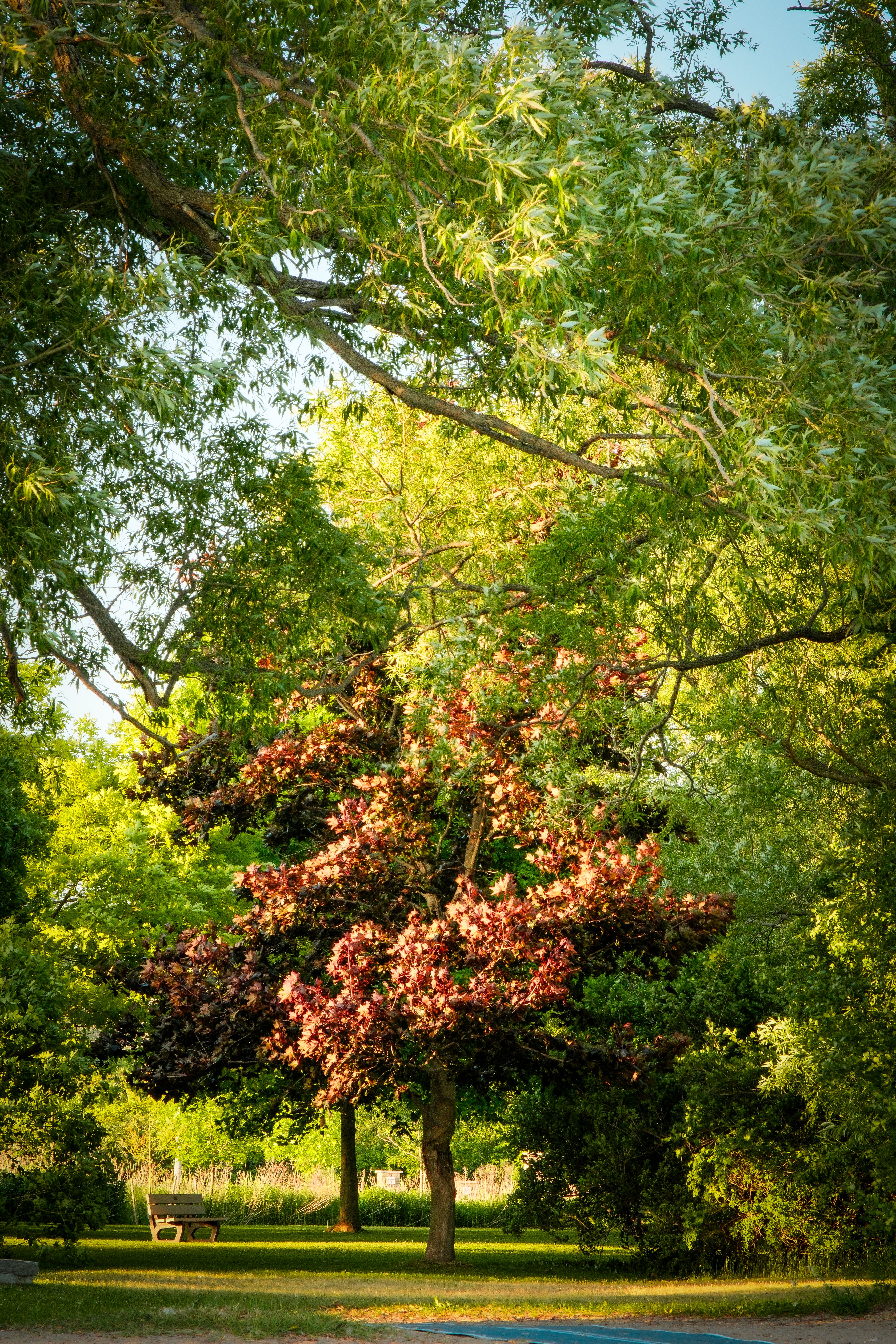 Sunlit Tree in Toronto's Green Park Setting · Free Stock Photo