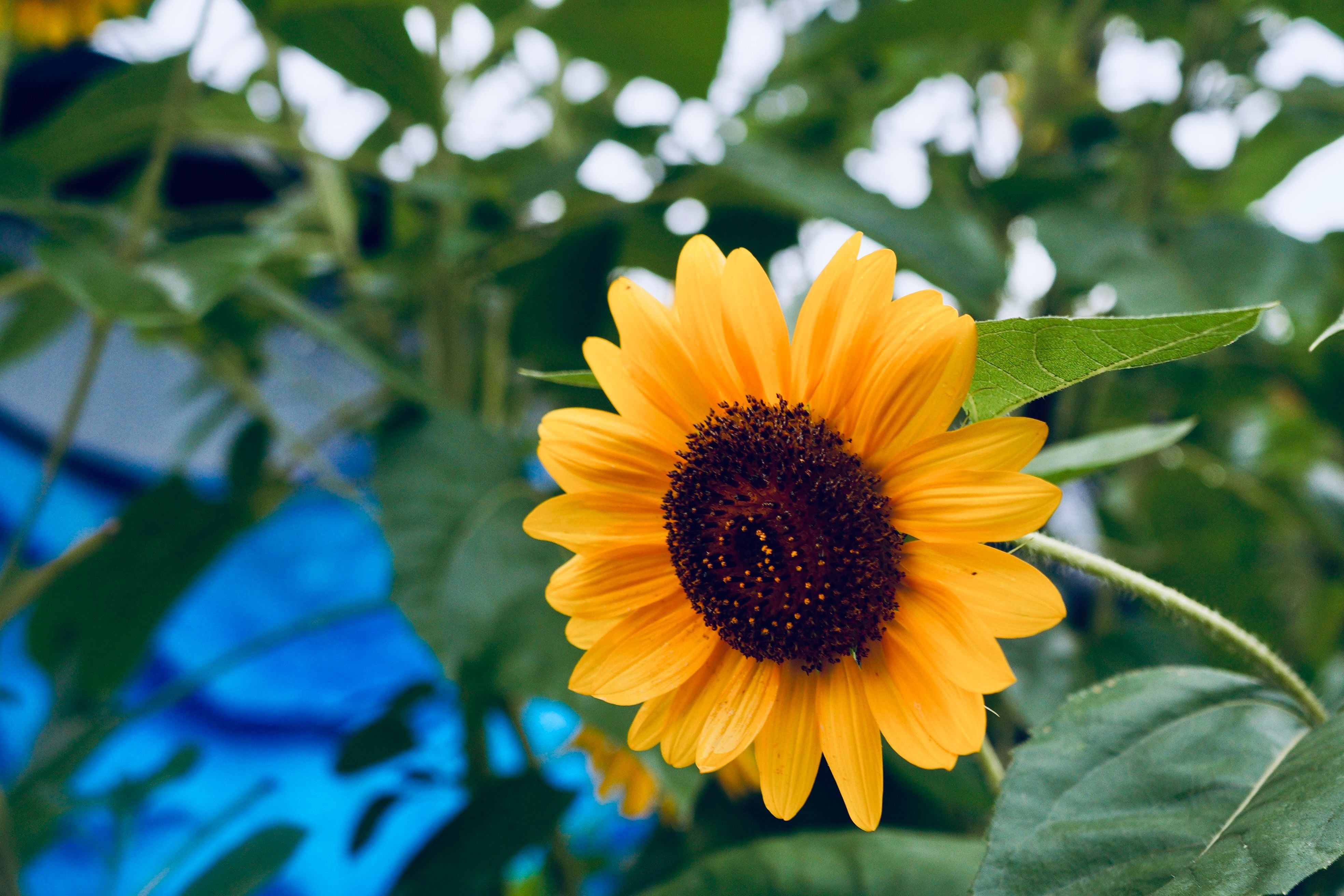Vibrant Garden Window with Sunflower Art · Free Stock Photo