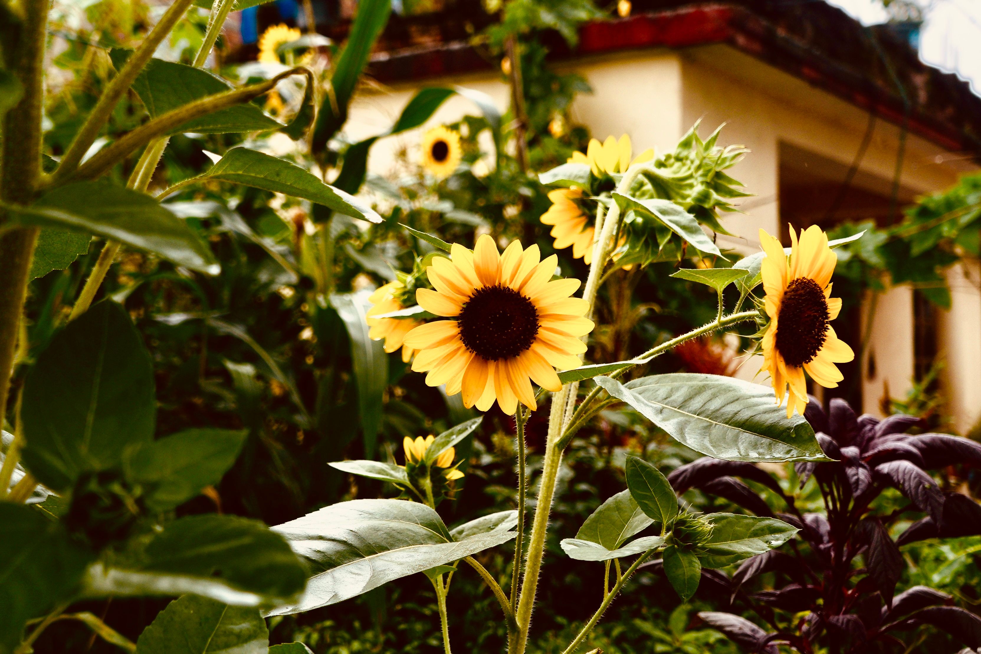 Photo of Three Sunflowers Near Window · Free Stock Photo