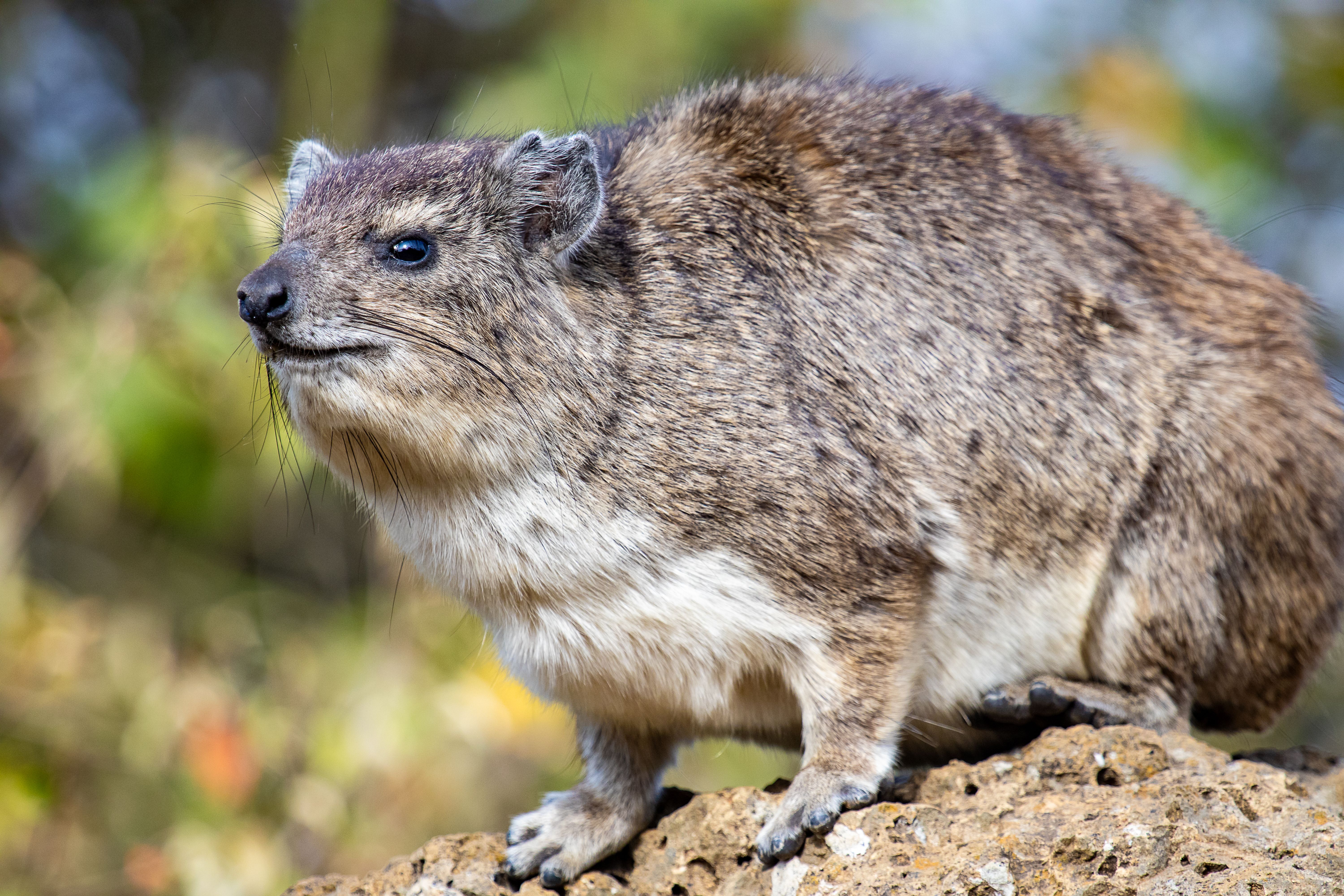 Rock Hyrax Resting on Rock in Nairobi · Free Stock Photo