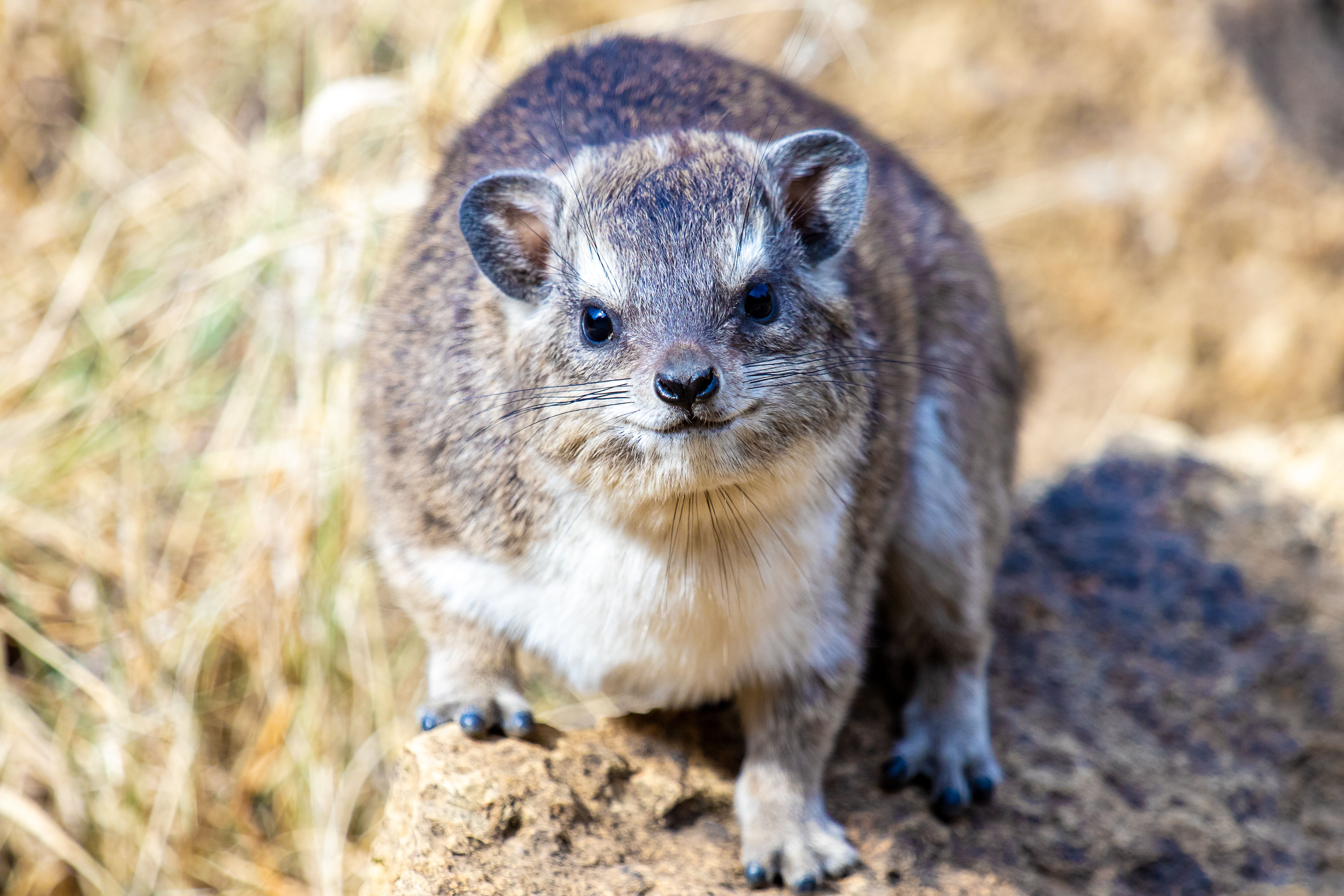 Close-up of a Rock Hyrax in Nairobi National Park · Free Stock Photo