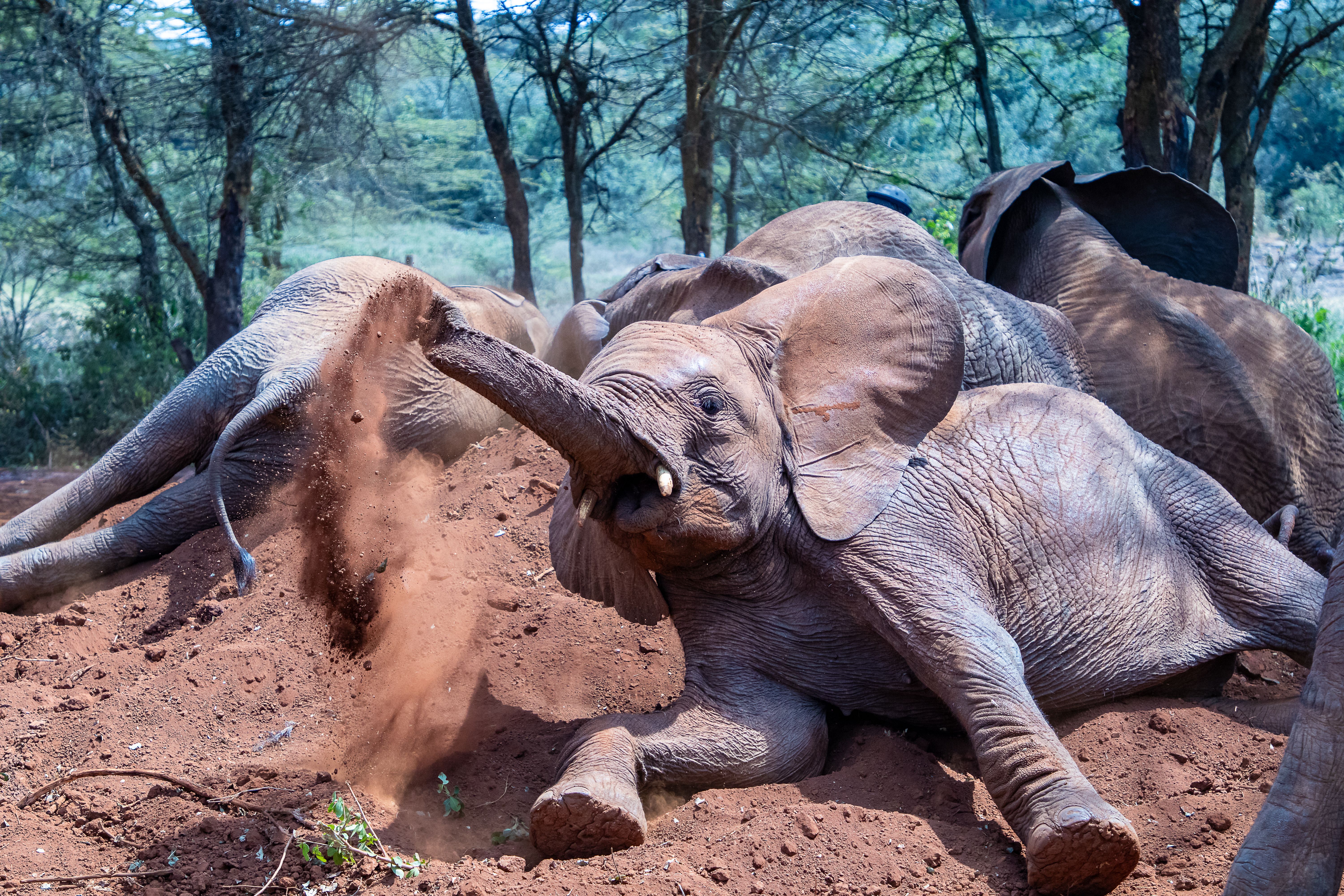 Playful African Elephants in Nairobi Wildlife · Free Stock Photo
