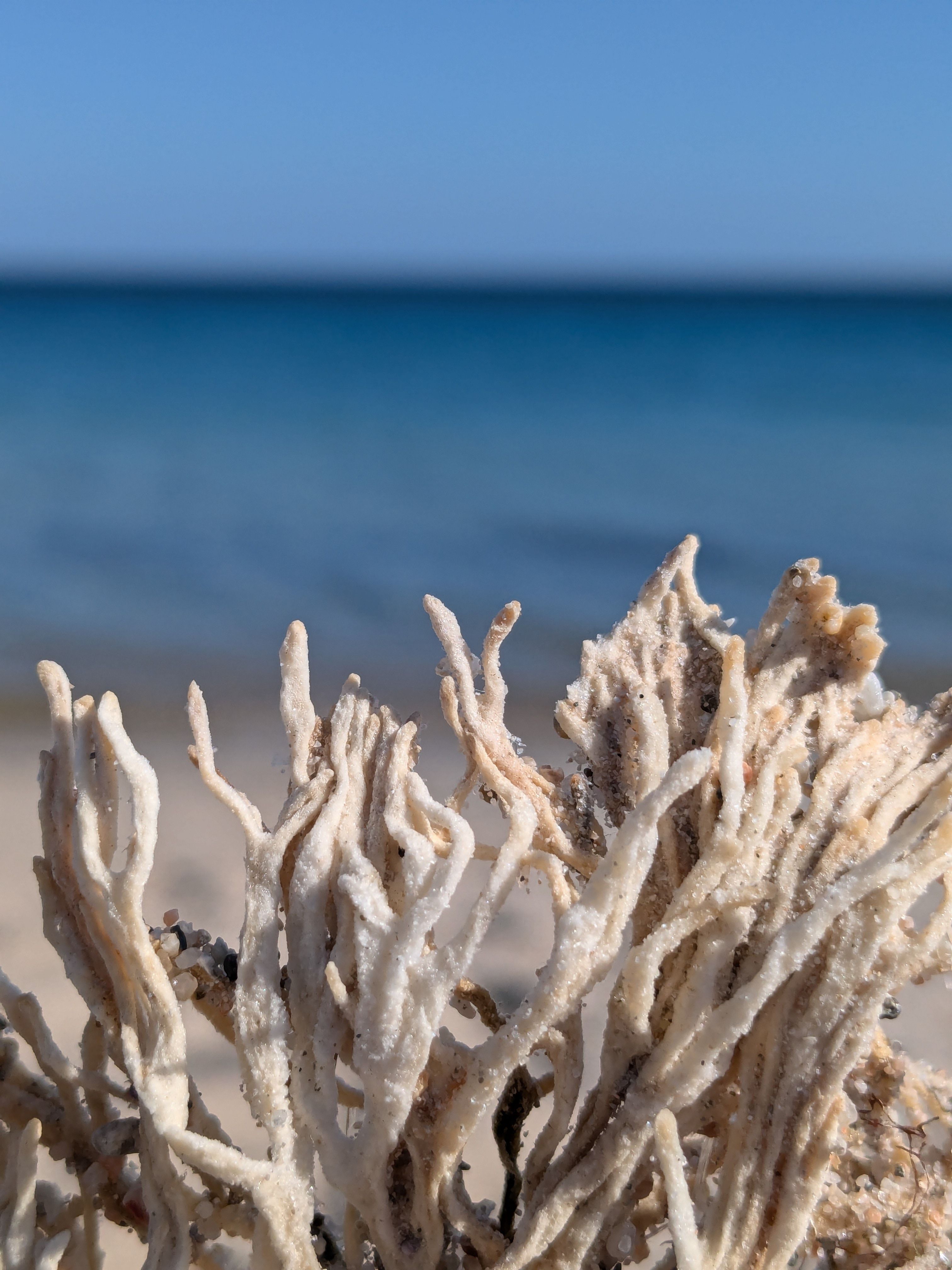 Close-up of Coral on a Sardinian Beach · Free Stock Photo