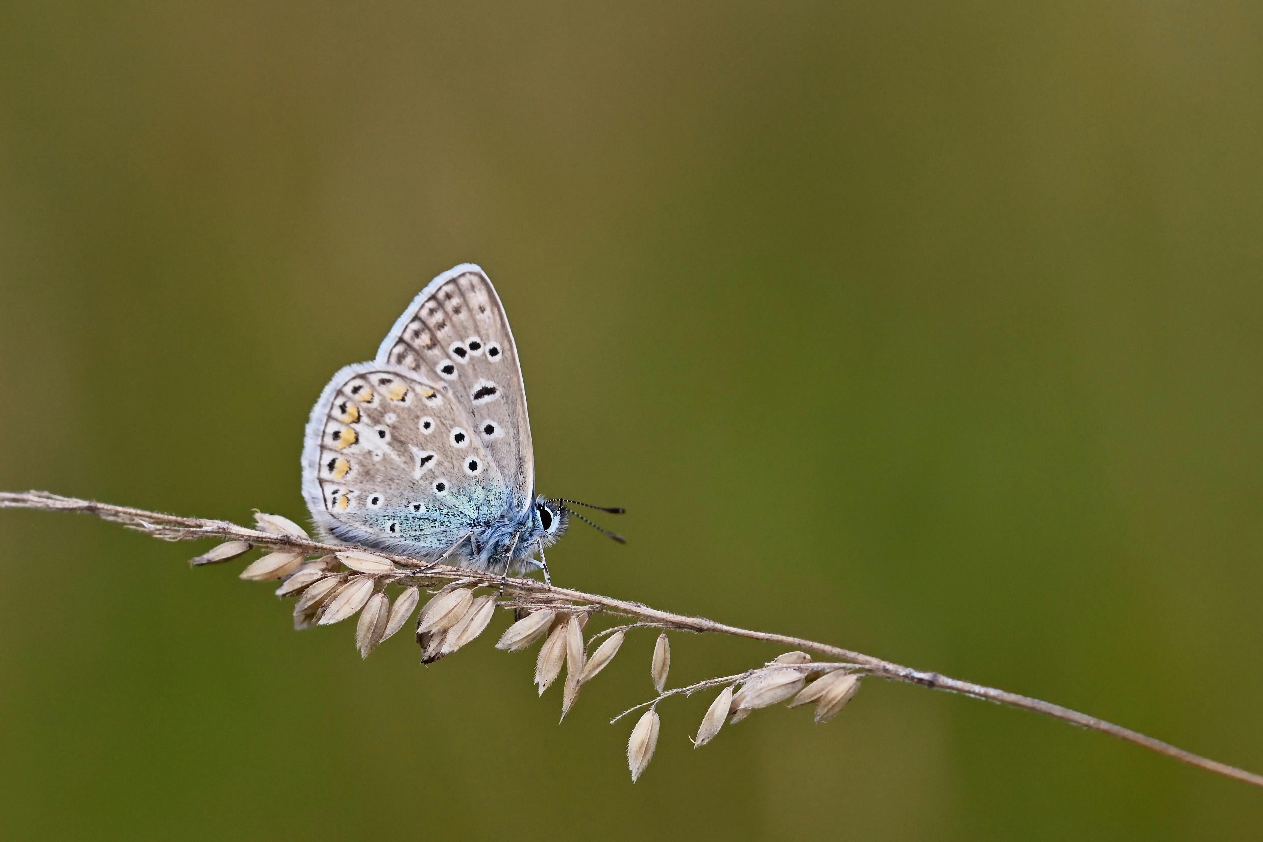 Common Female Blue Butterfly · Free Stock Photo