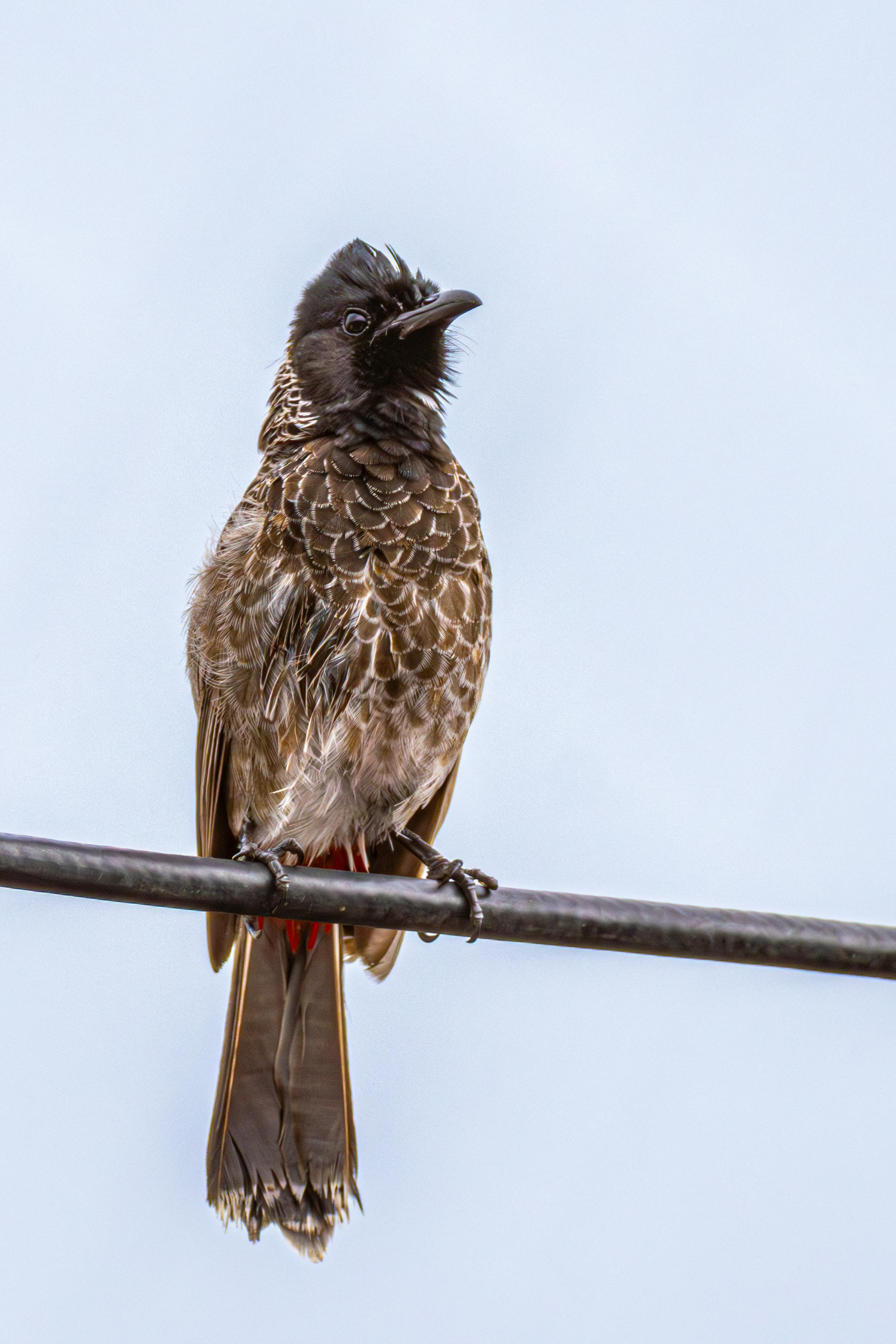 Side Profile Photos, Download The BEST Free Side Profile Stock Photos ...