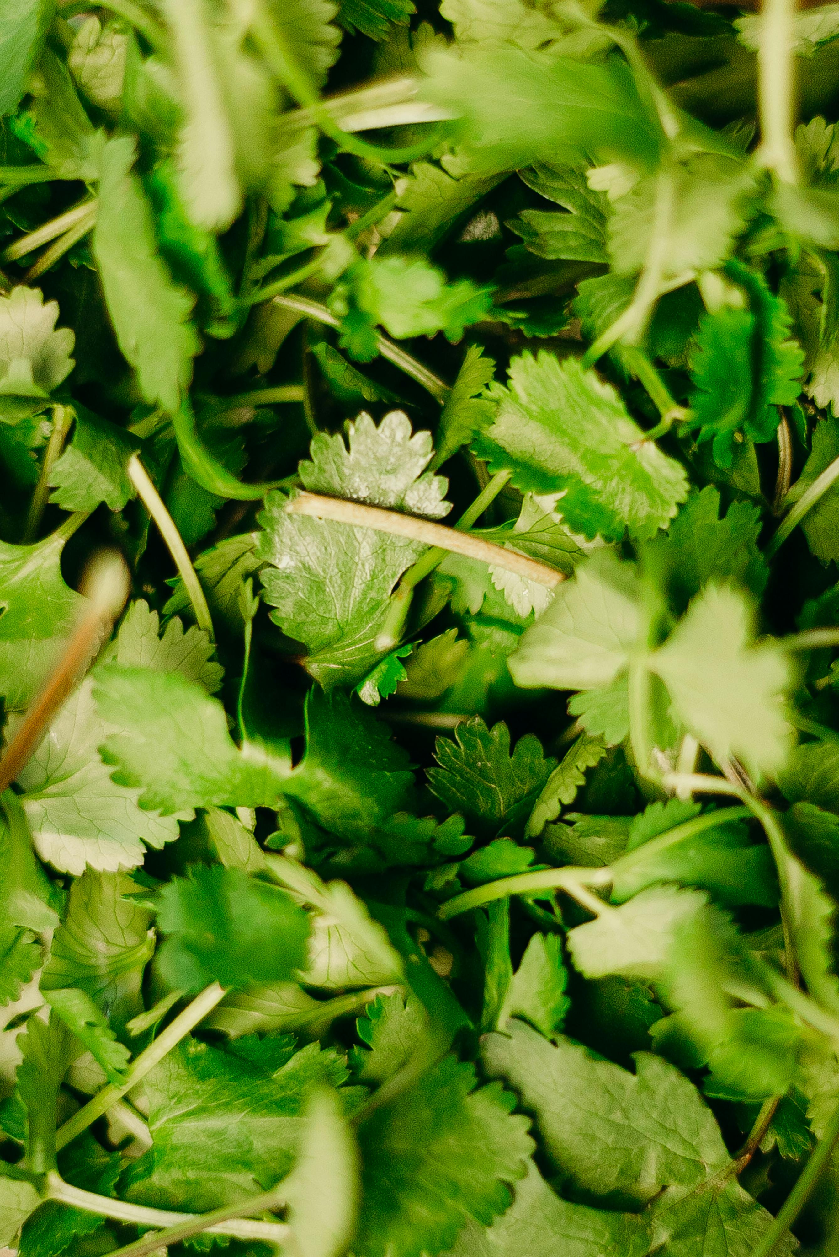 Green Herbs · Free Stock Photo