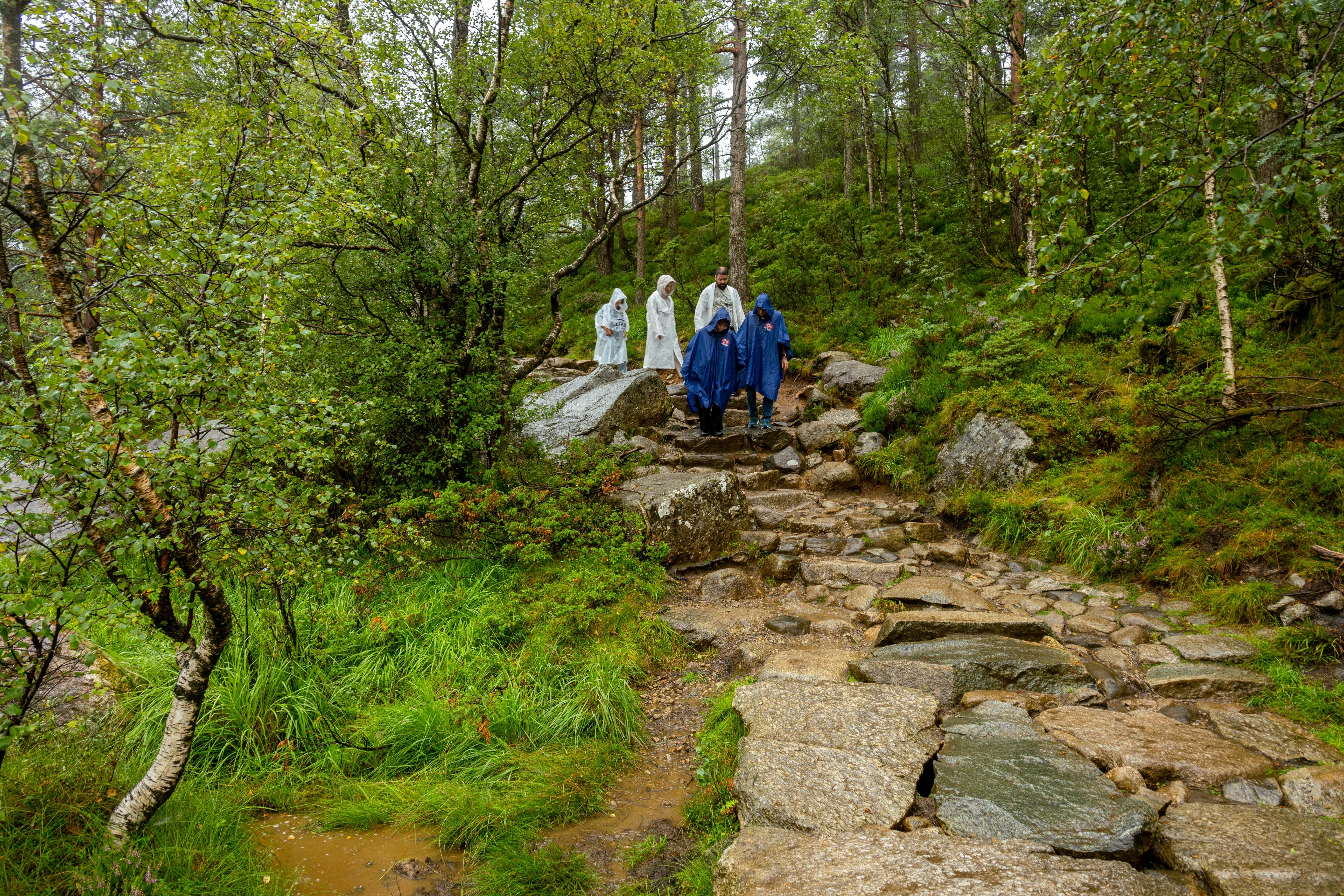 Hikers in Rain Gear on Scandinavian Forest Trail · Free Stock Photo