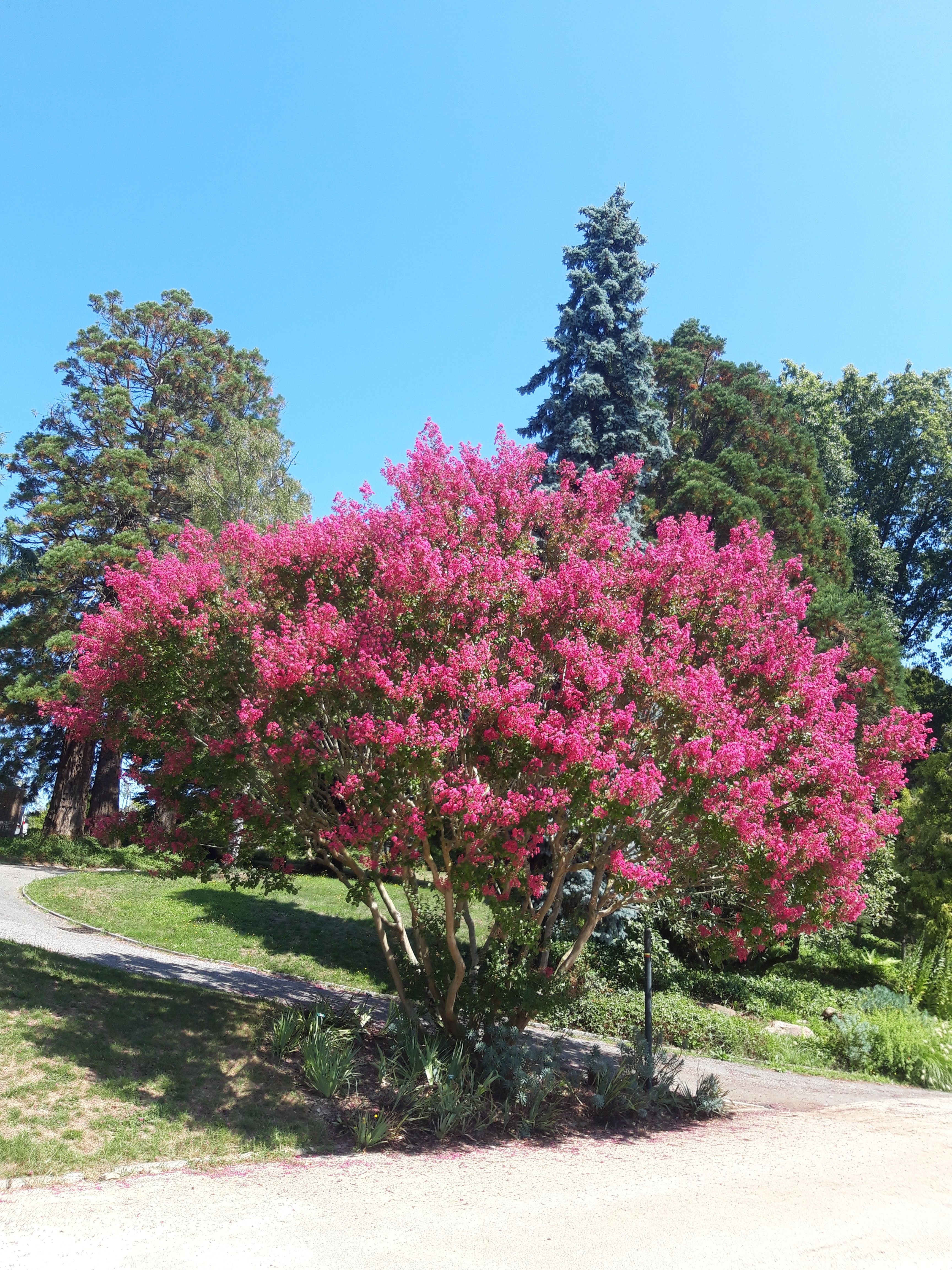 Myrtle Tree Photos, Download The BEST Free Myrtle Tree Stock Photos ...
