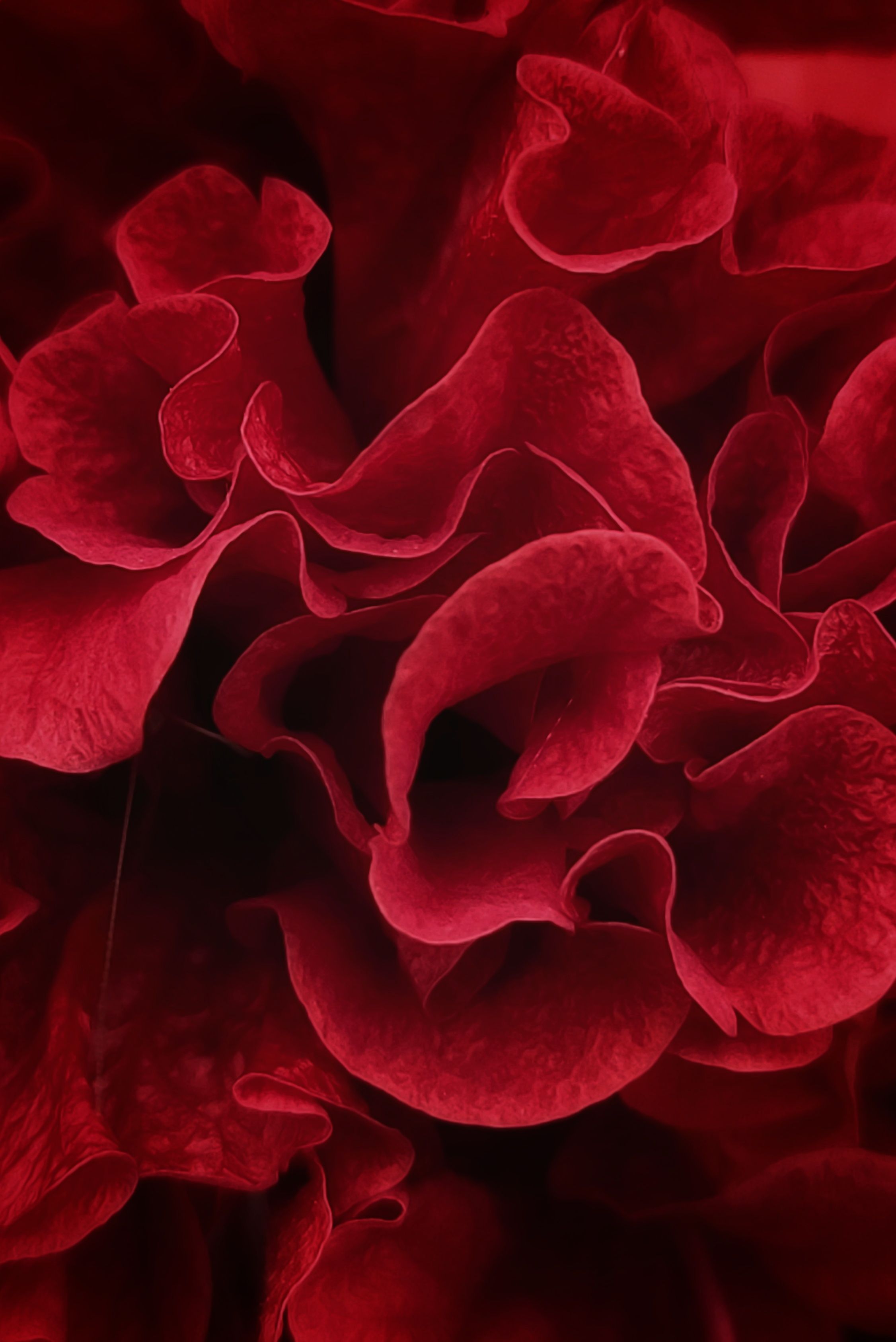 Close Up of Red Flowers · Free Stock Photo