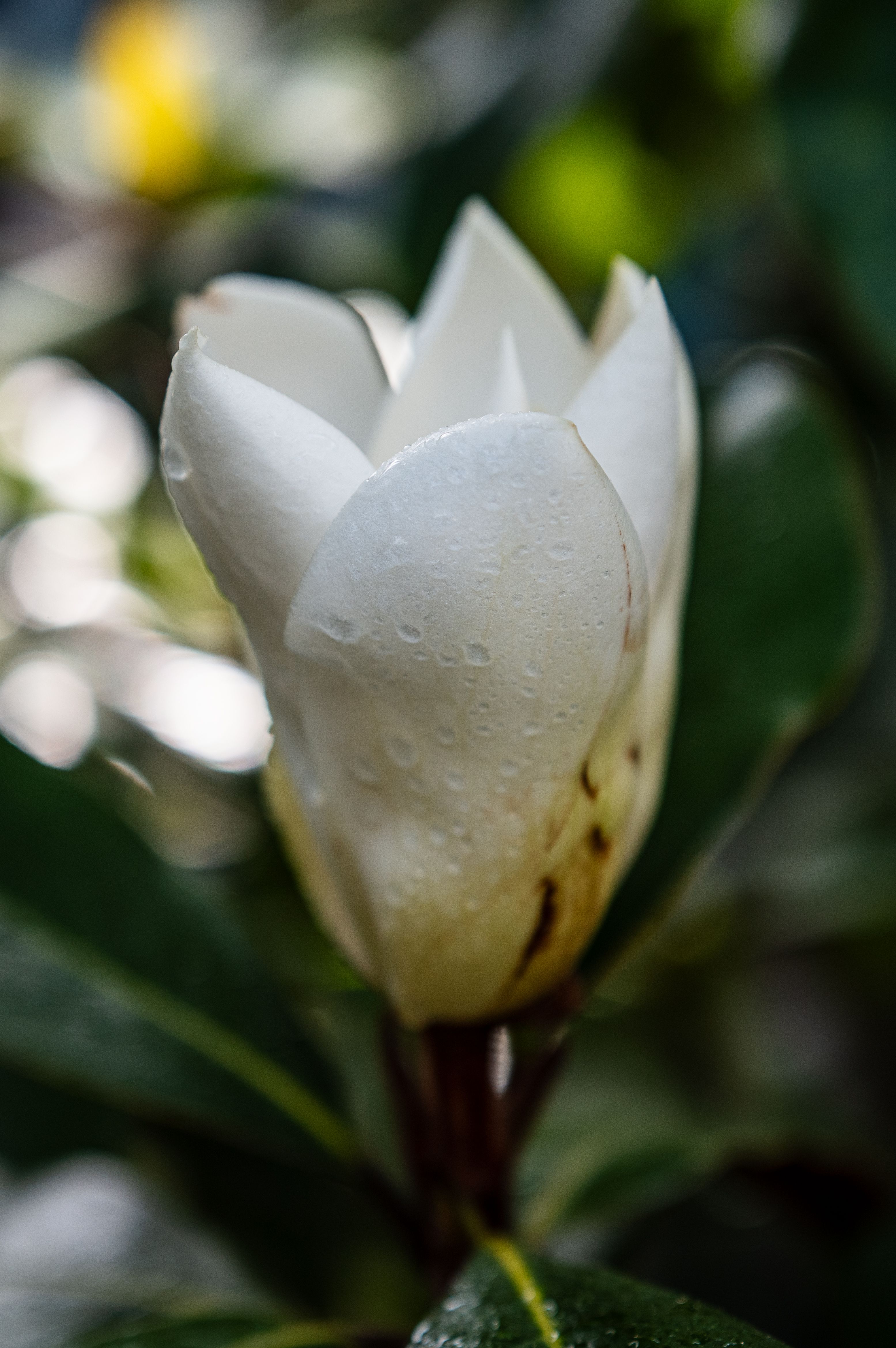 Southern Magnolia Photos, Download The BEST Free Southern Magnolia ...