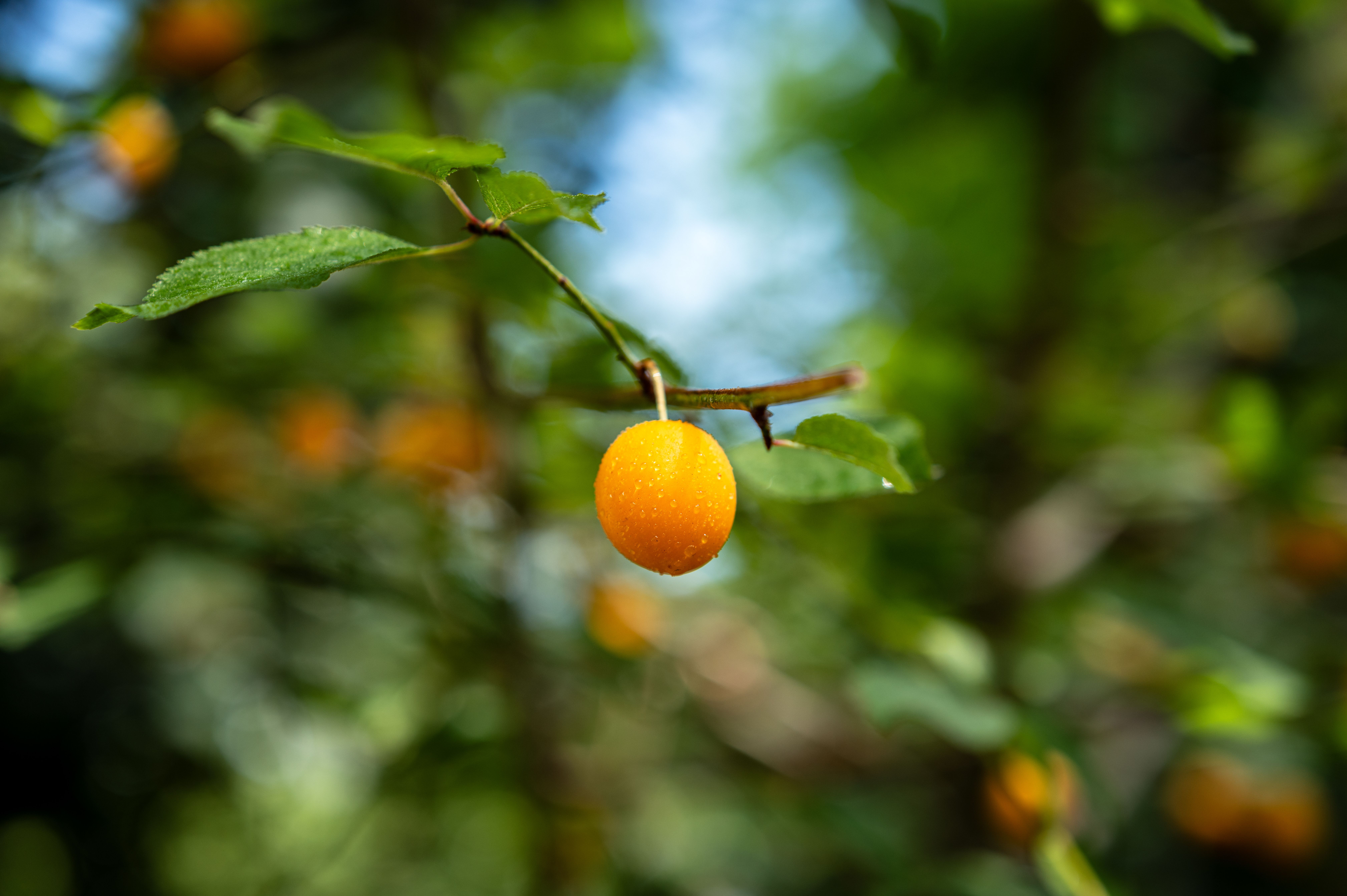 Single Fruit Photos, Download The BEST Free Single Fruit Stock Photos ...