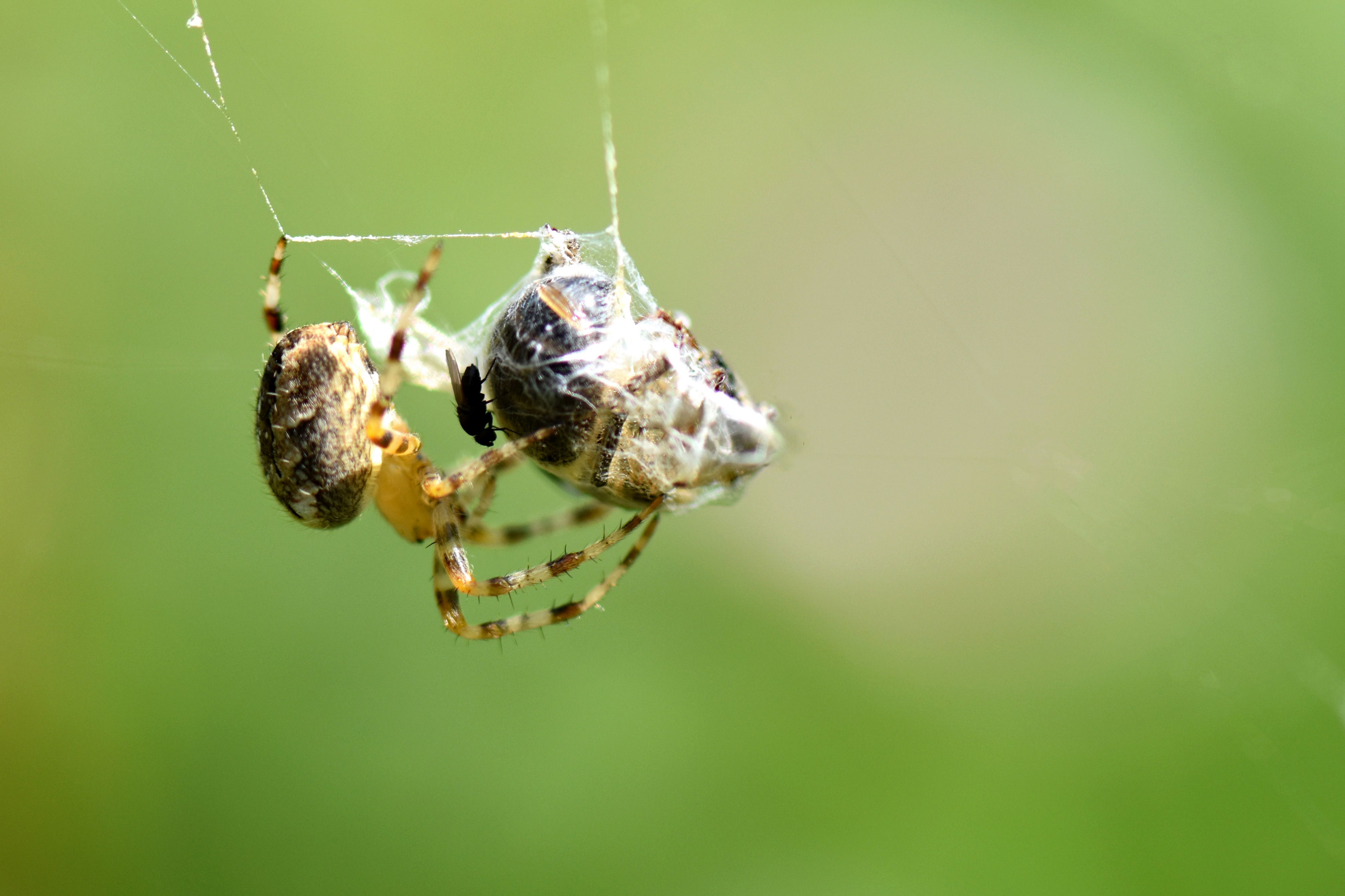 Close-up of Spider with Prey on Web in Wijnegem · Free Stock Photo
