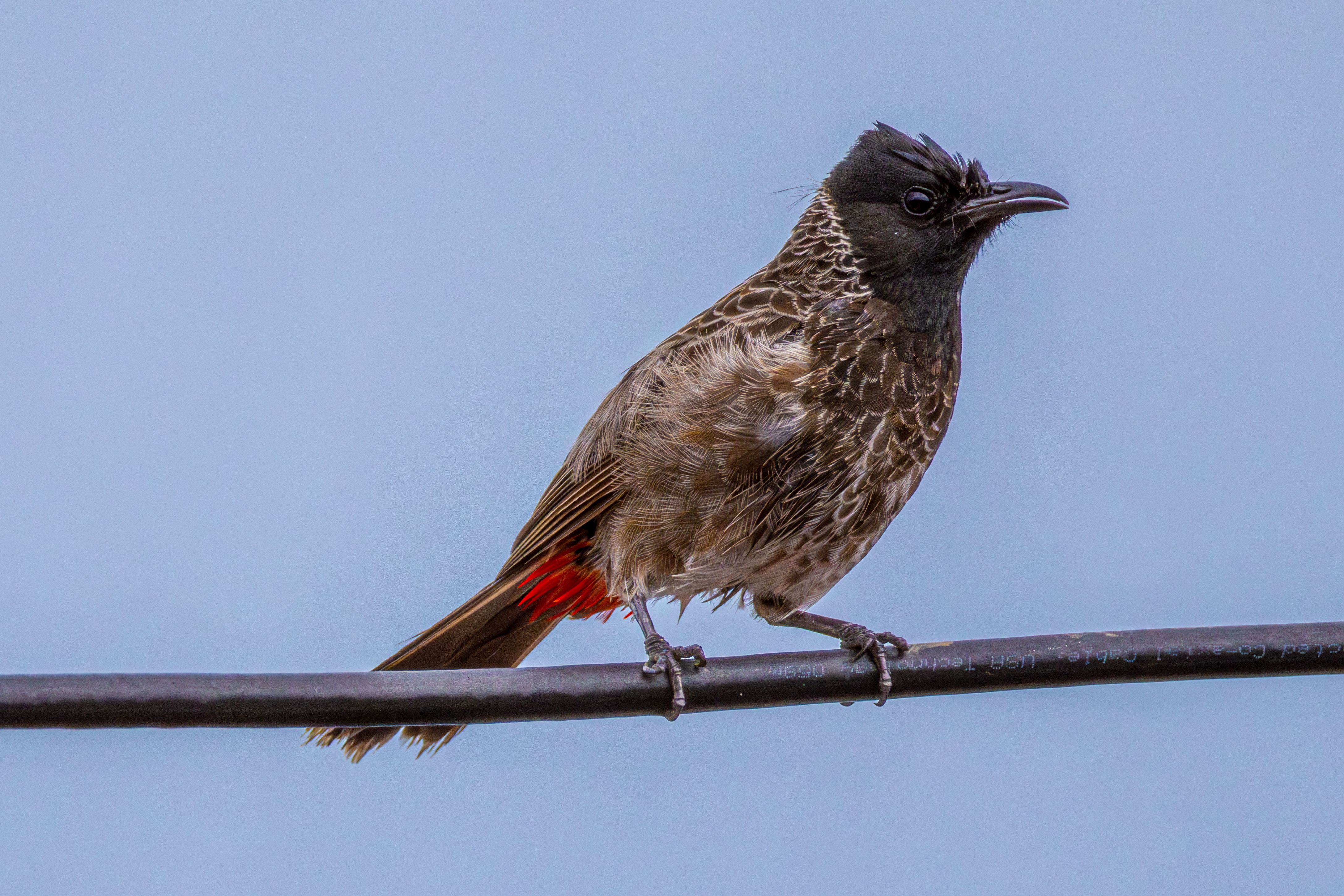 Bird With Red Vent Photos, Download The BEST Free Bird With Red Vent ...