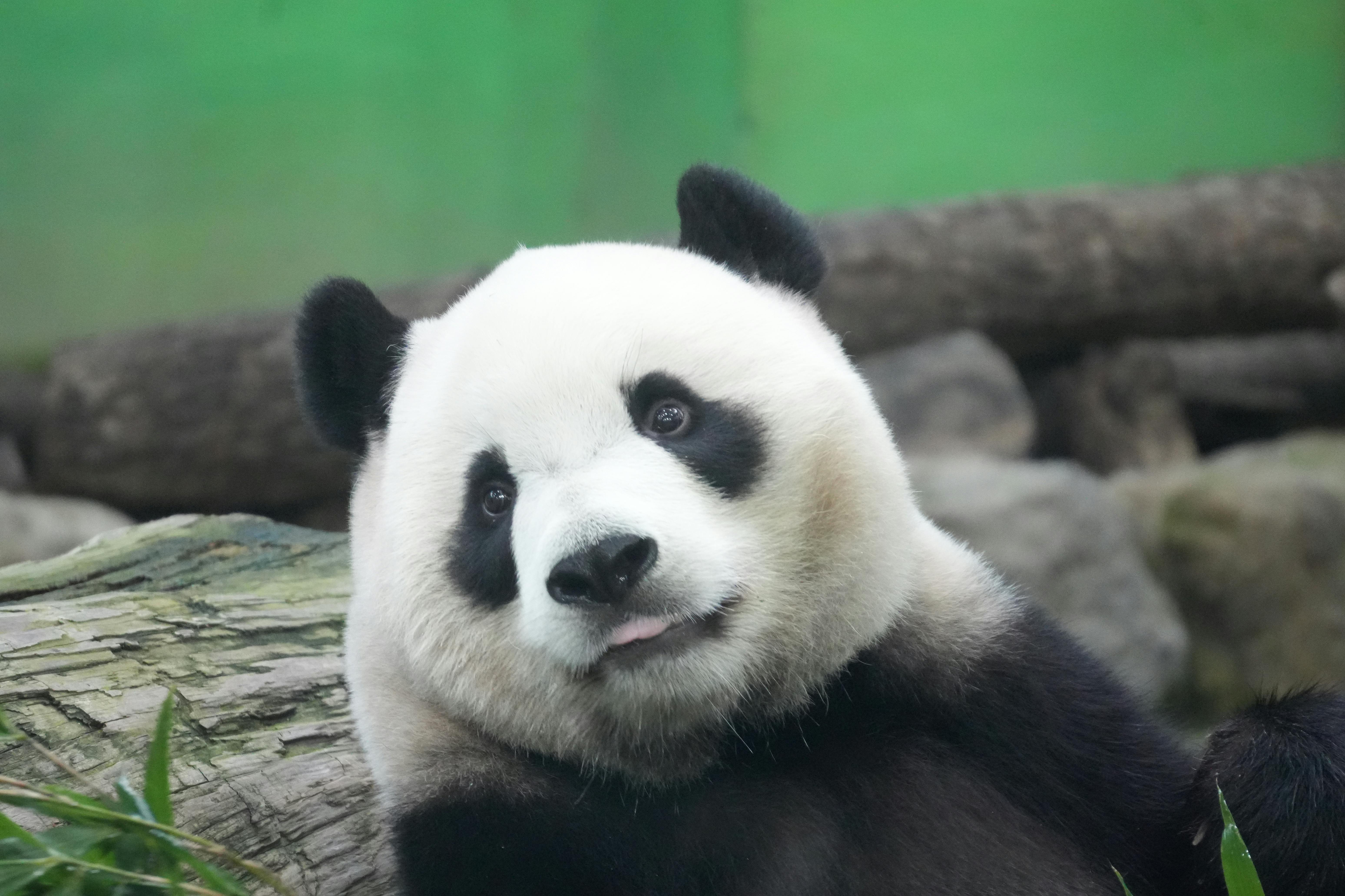 Zoo Picture Photos, Download The BEST Free Zoo Picture Stock Photos ...