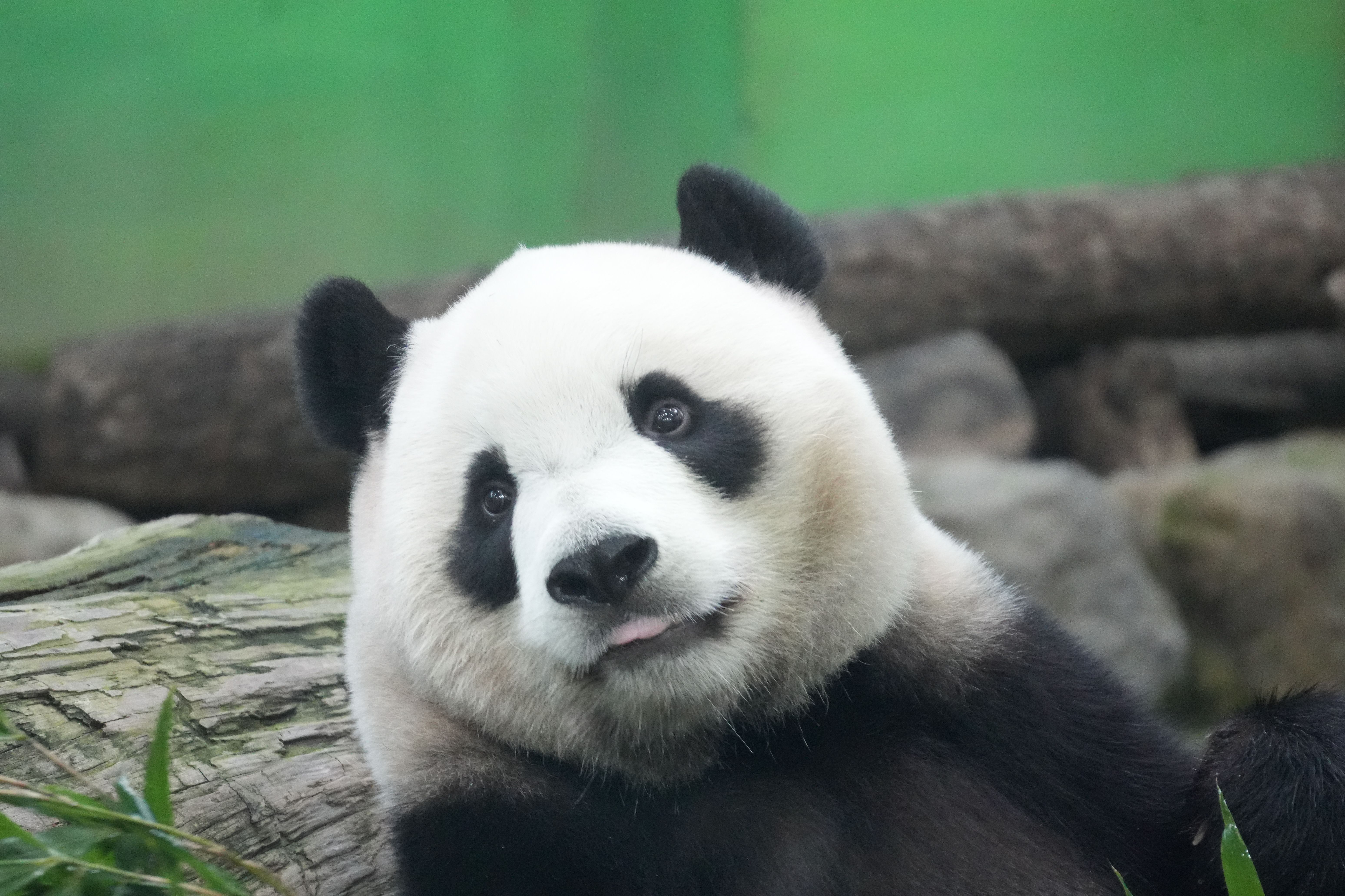 Panda Pictures Photos, Download The BEST Free Panda Pictures Stock ...