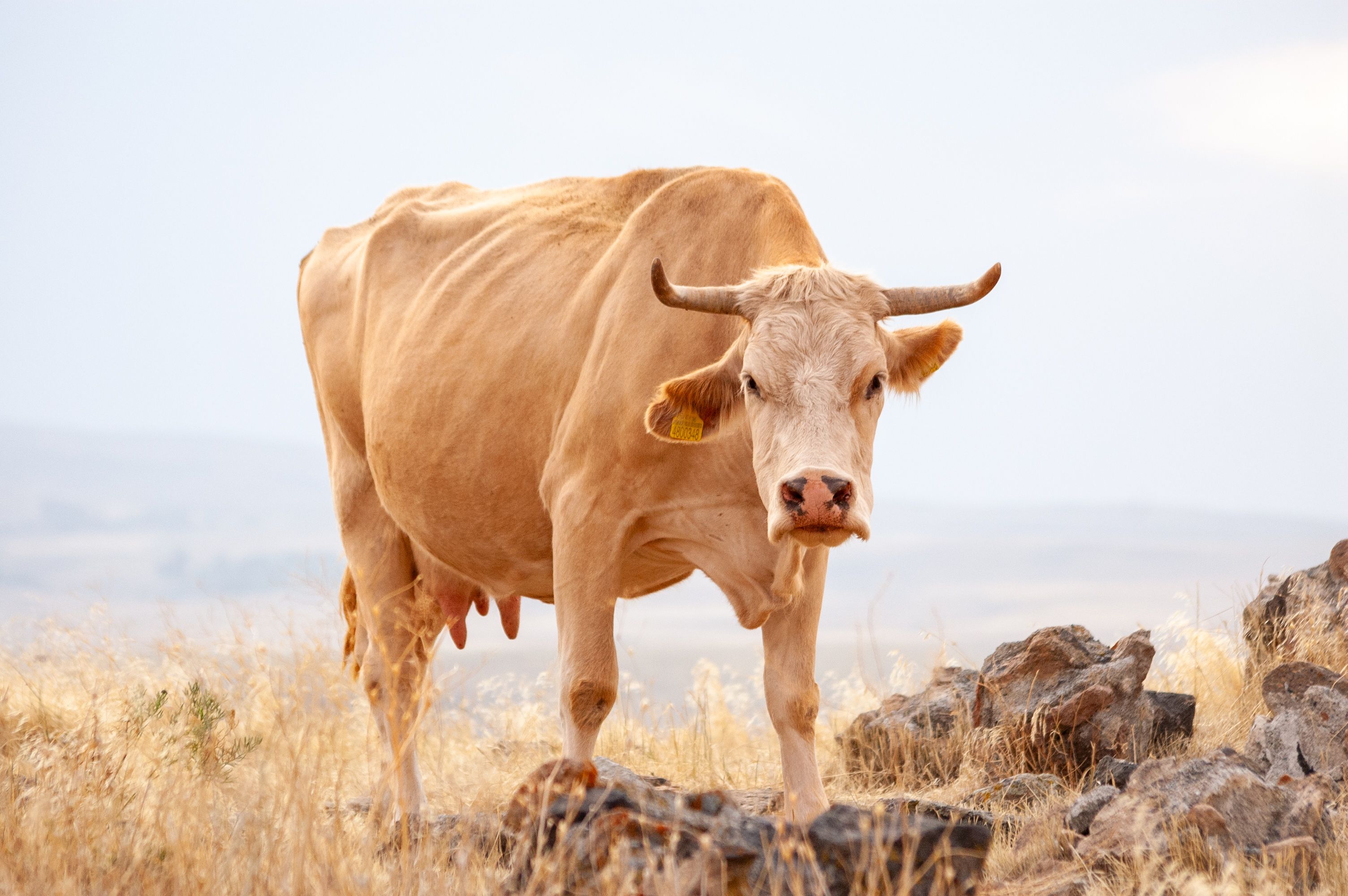 Ww2 75819 Cow Photos, Download The BEST Free Ww2 75819 Cow Stock Photos ...