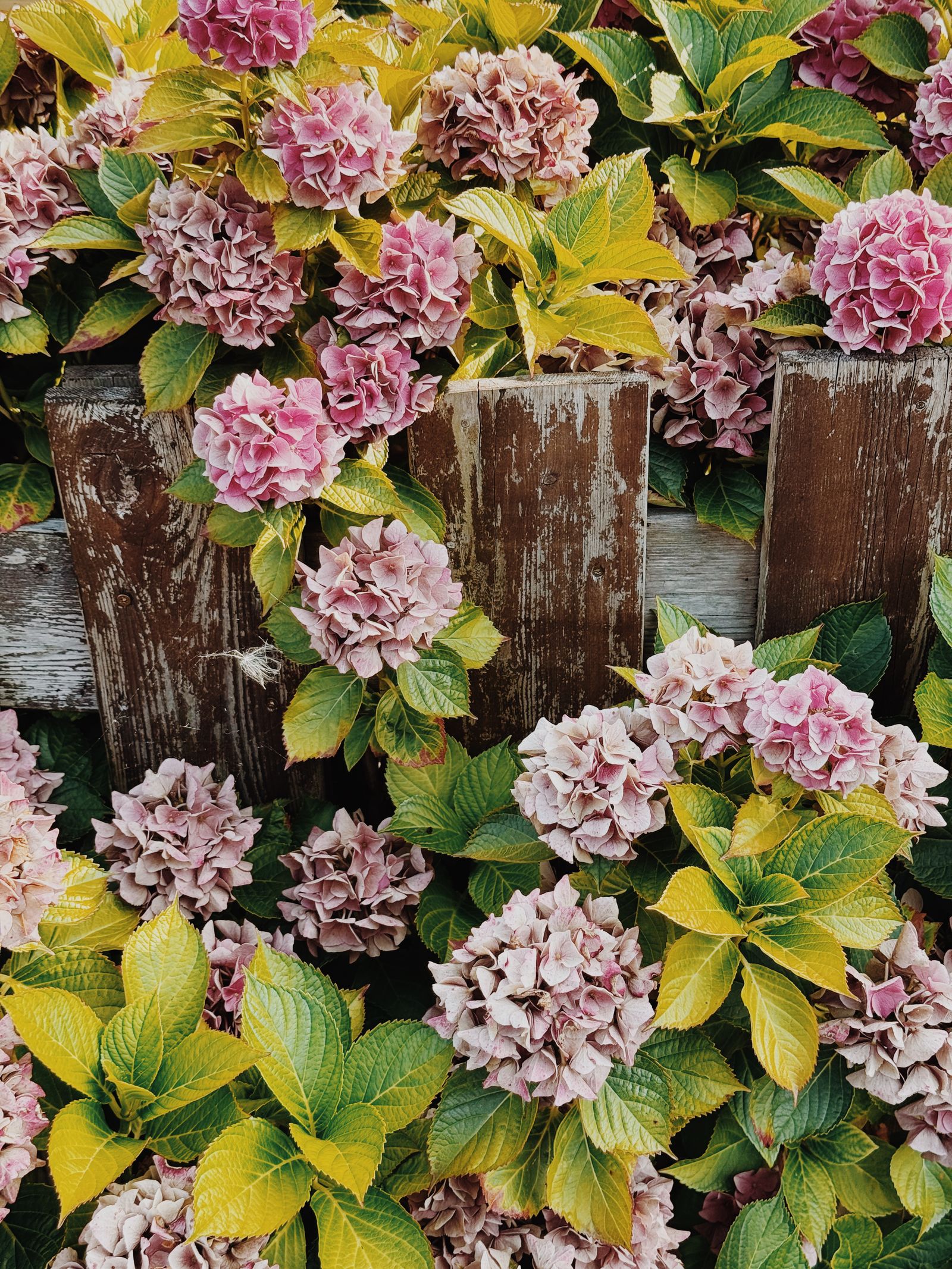 Hydrangea Photos, Download The BEST Free Hydrangea Stock Photos & HD Images