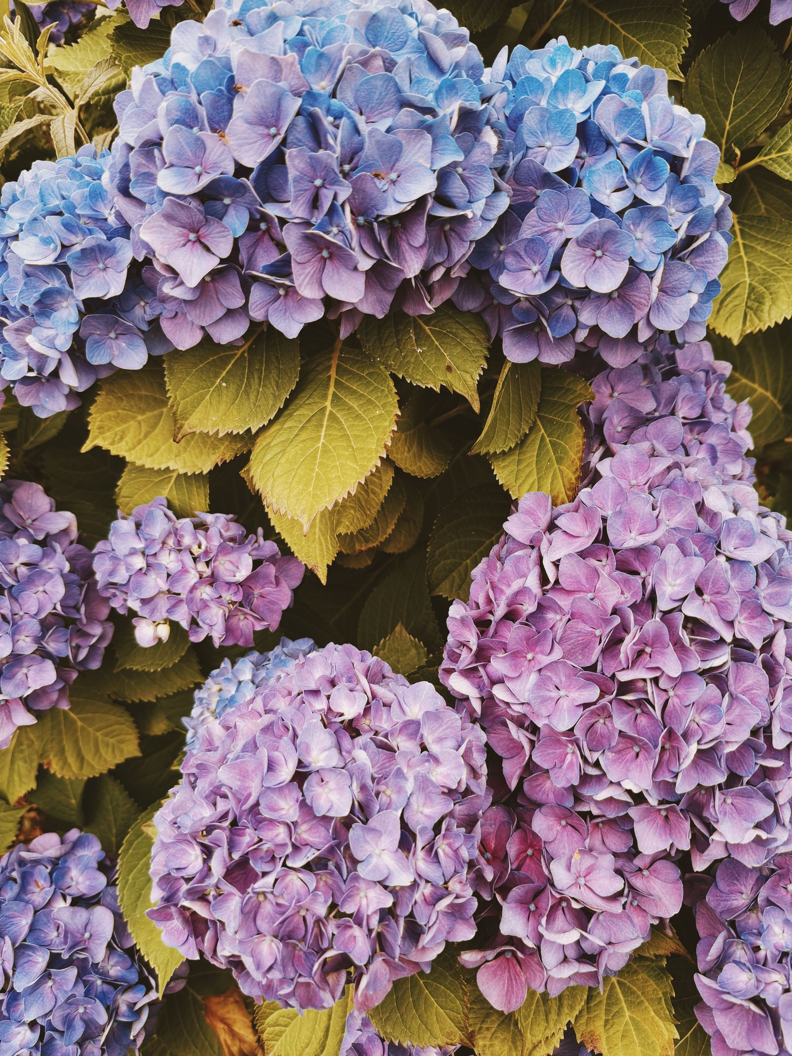 Hydrangea Photos, Download The BEST Free Hydrangea Stock Photos & HD Images
