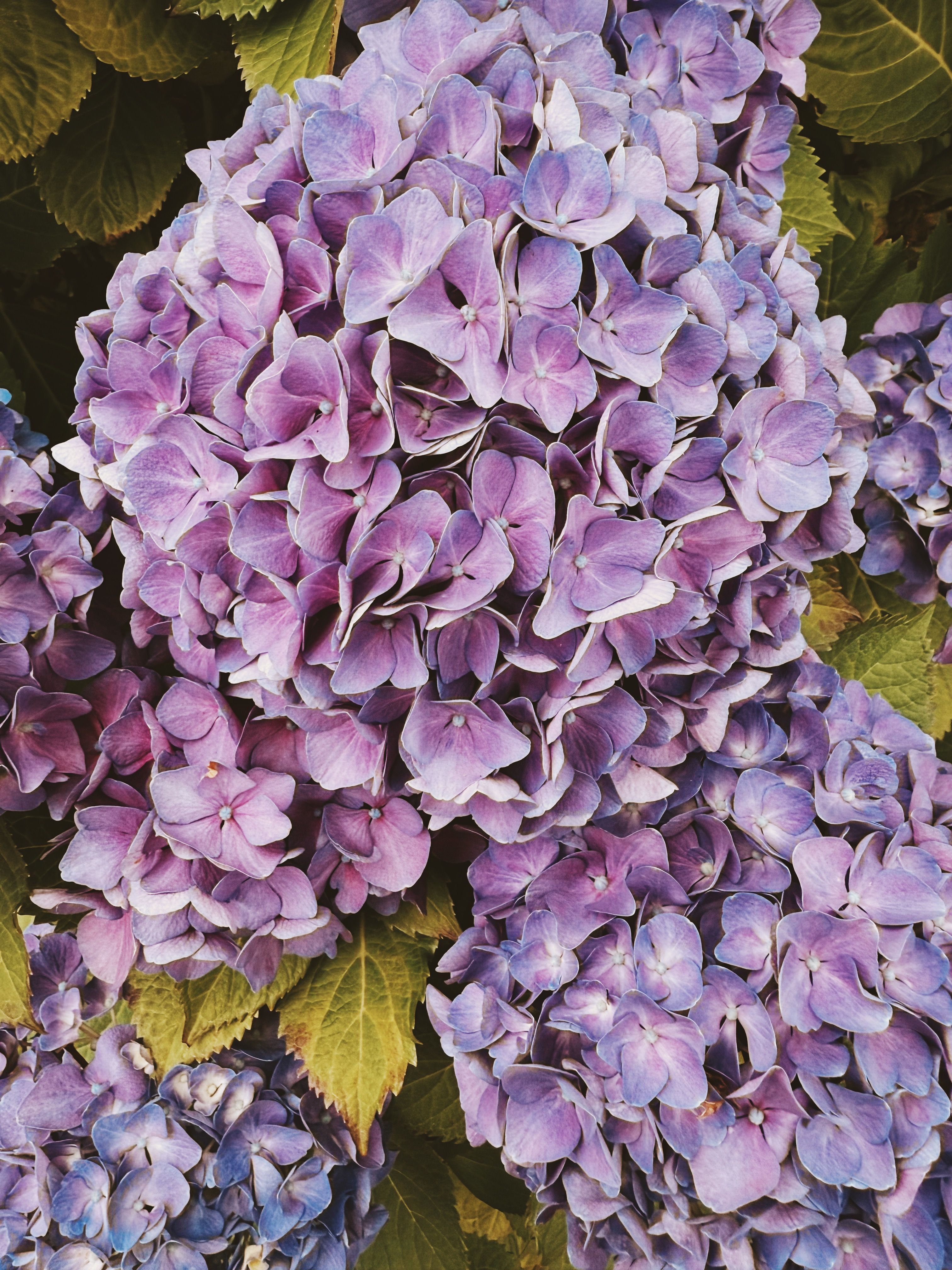 Hydrangea Photos, Download The BEST Free Hydrangea Stock Photos & HD Images