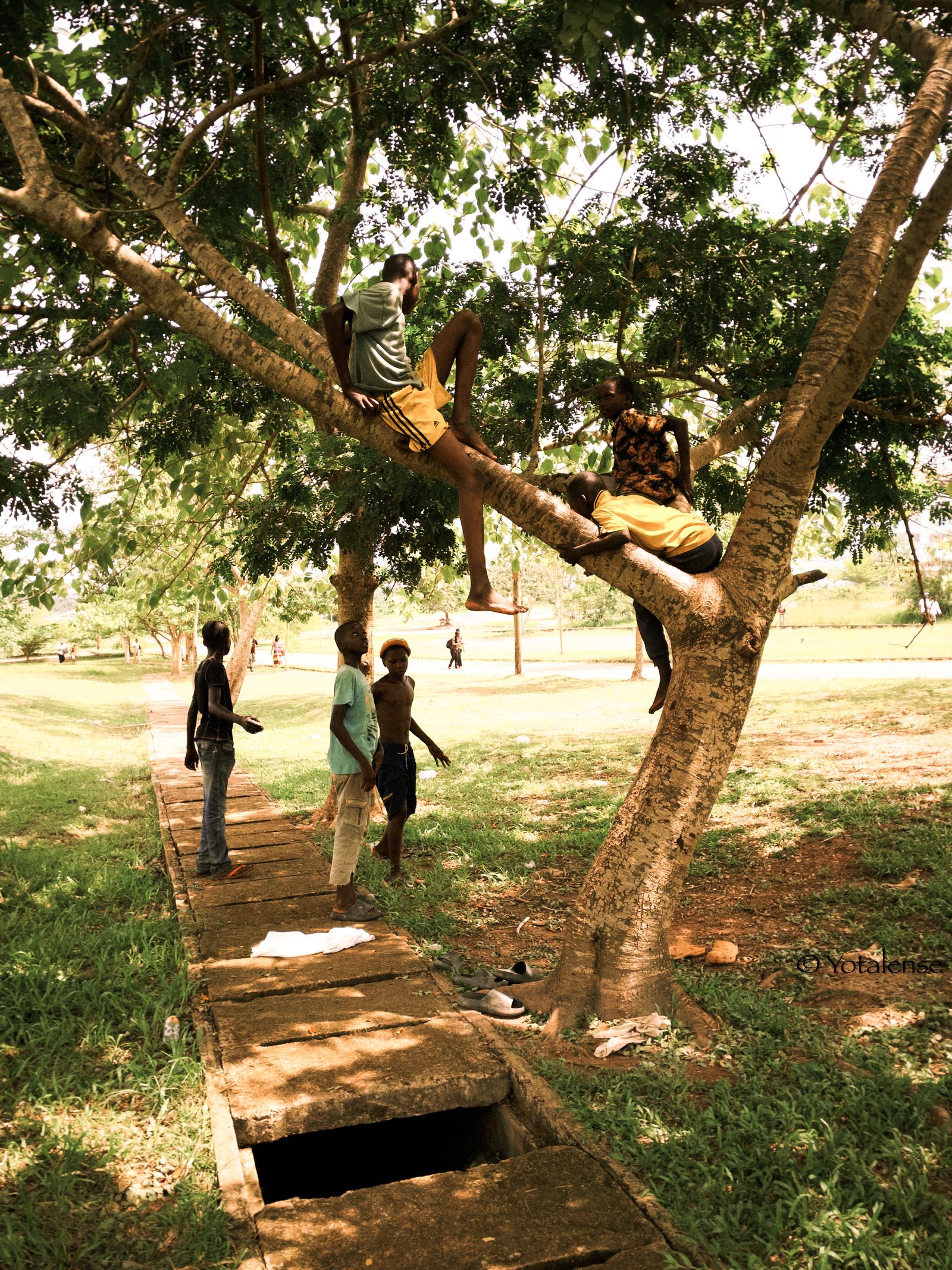 Kids Tree Photos, Download The BEST Free Kids Tree Stock Photos & HD Images