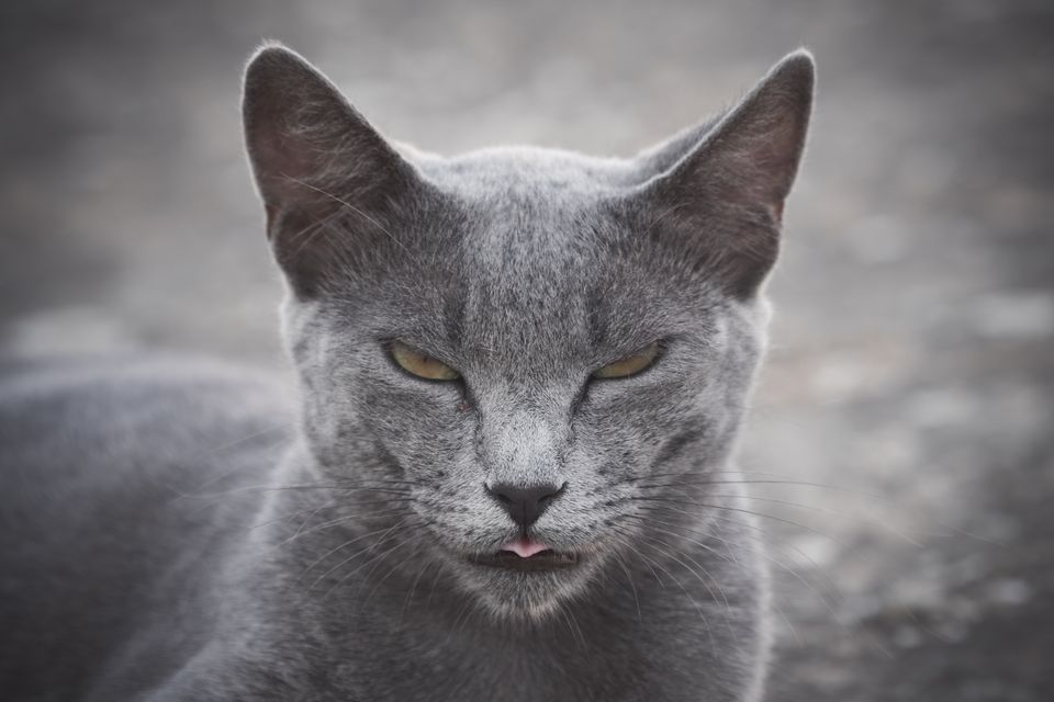 Are Russian Blue Cats Hypoallergenic? What You Need to Know