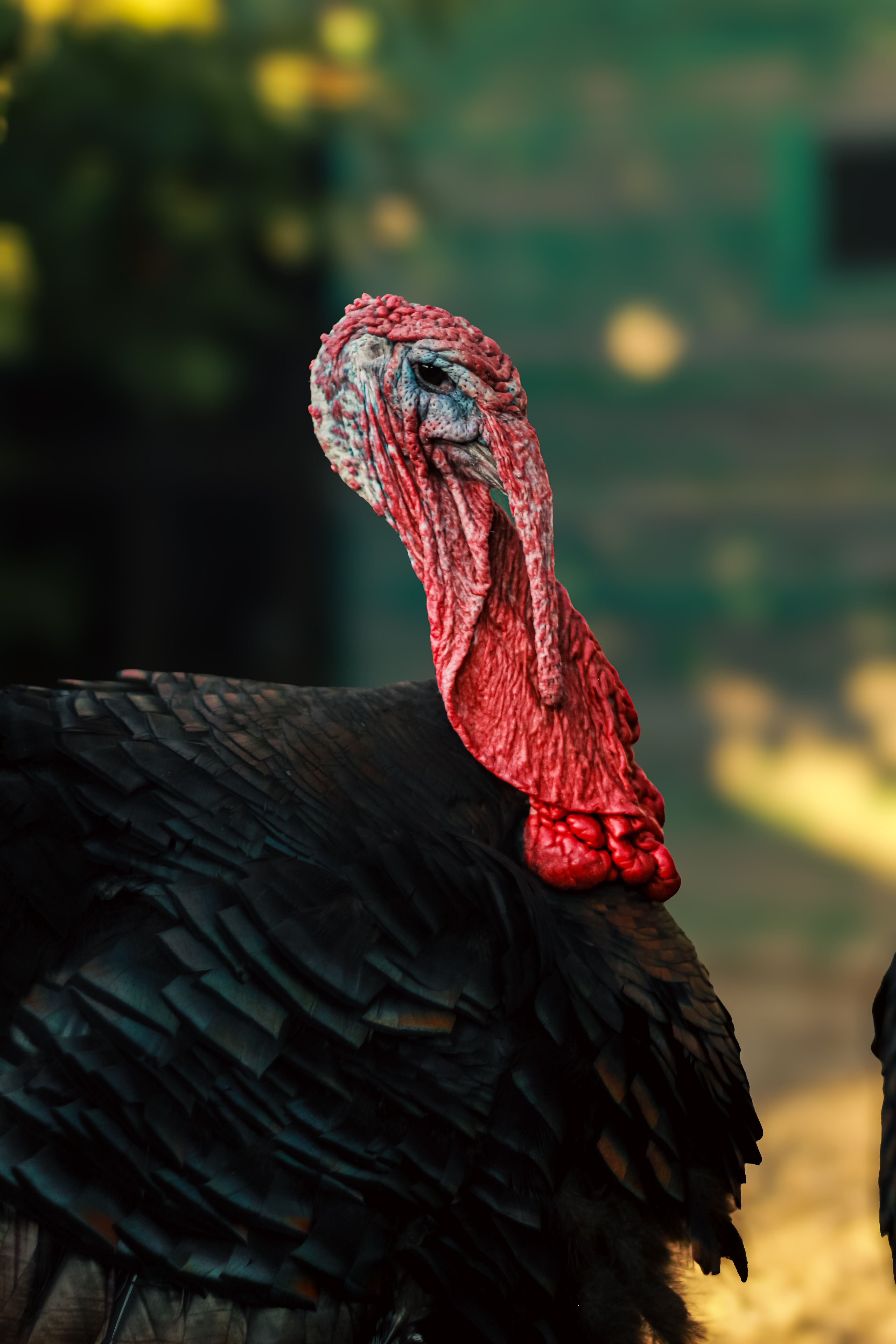 Close-Up Portrait of a Wild Turkey in Natural Habitat · Free Stock Photo