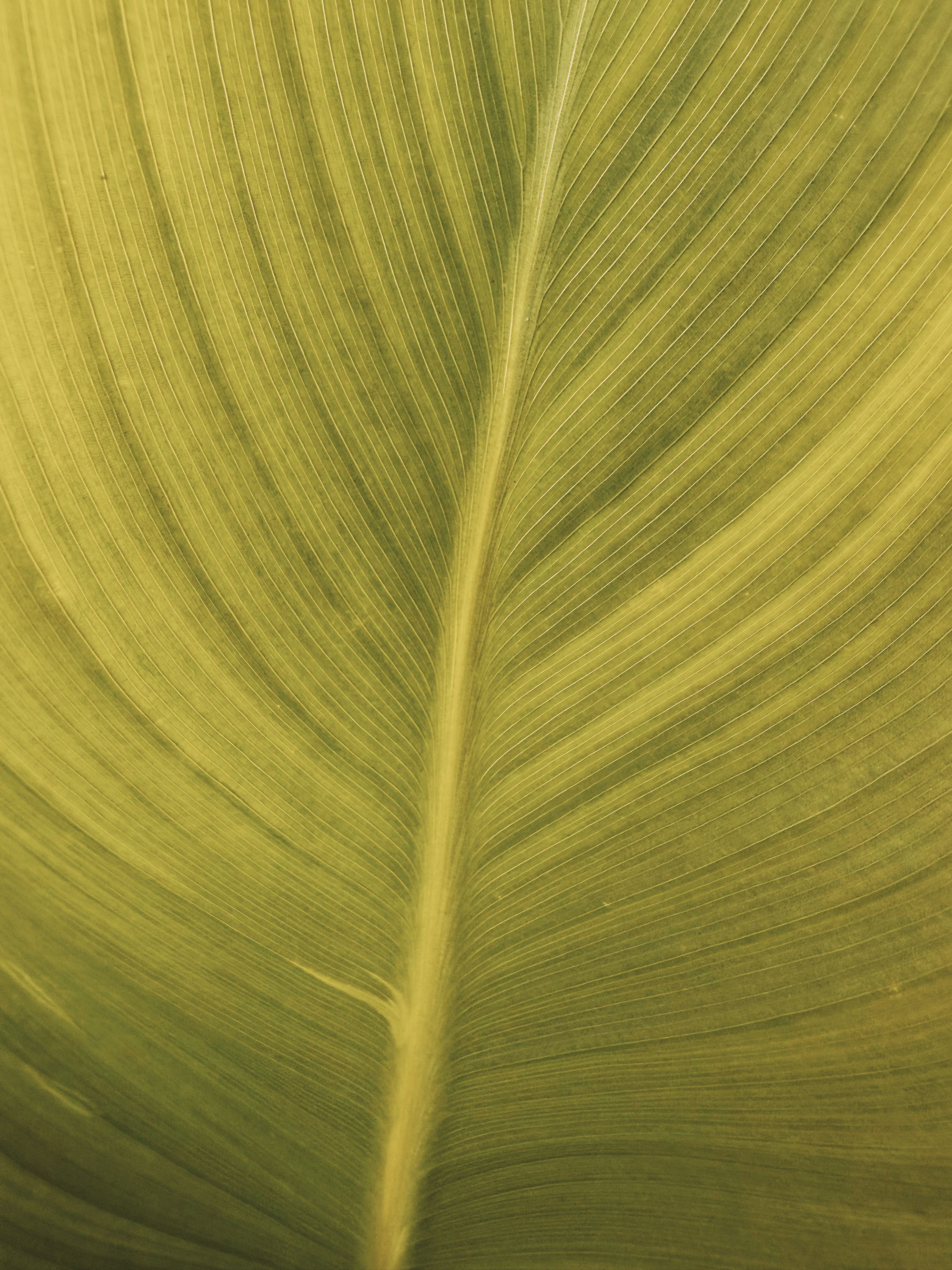Close up of a Green Leaf · Free Stock Photo