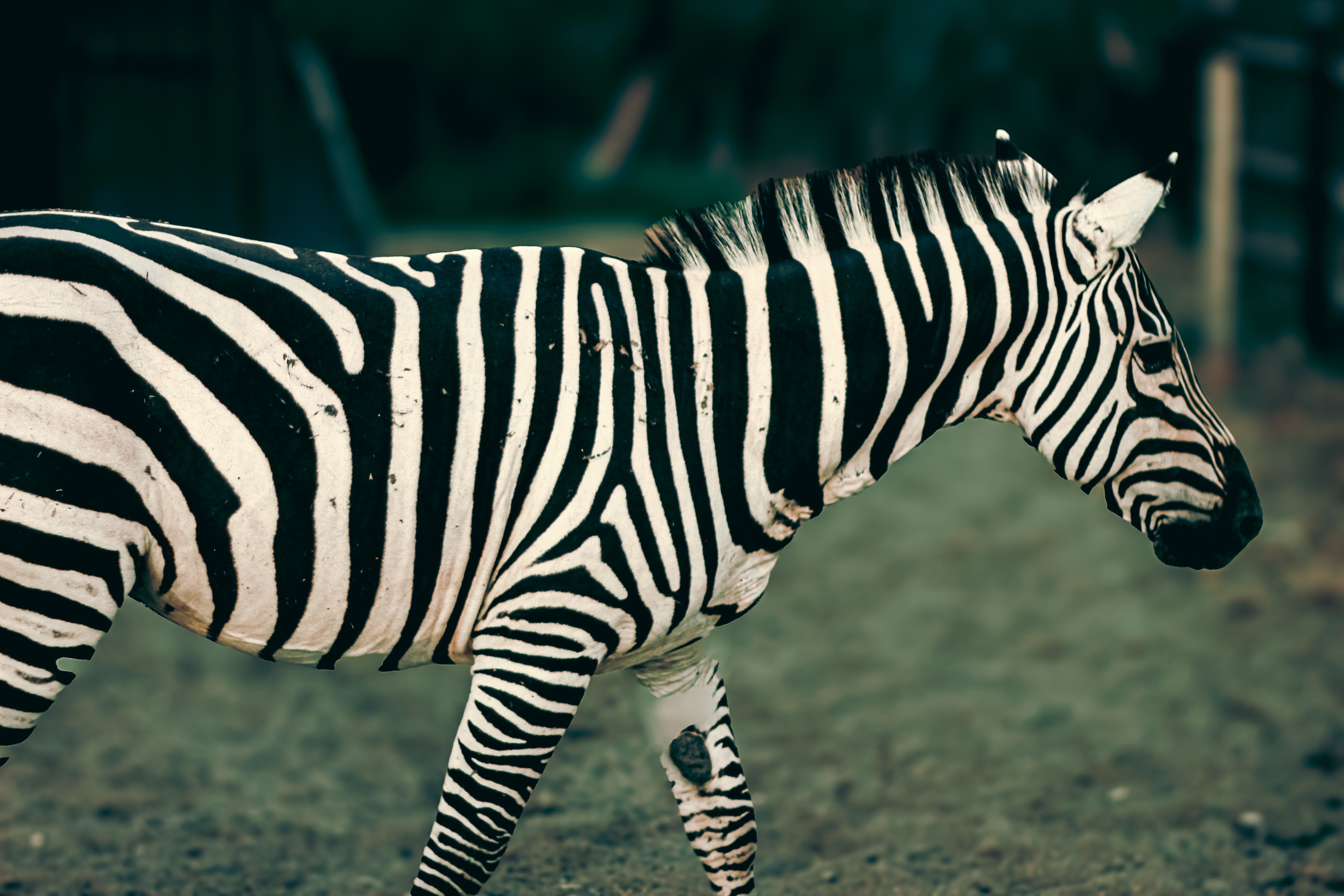 One Zebra Photos, Download The BEST Free One Zebra Stock Photos & HD Images