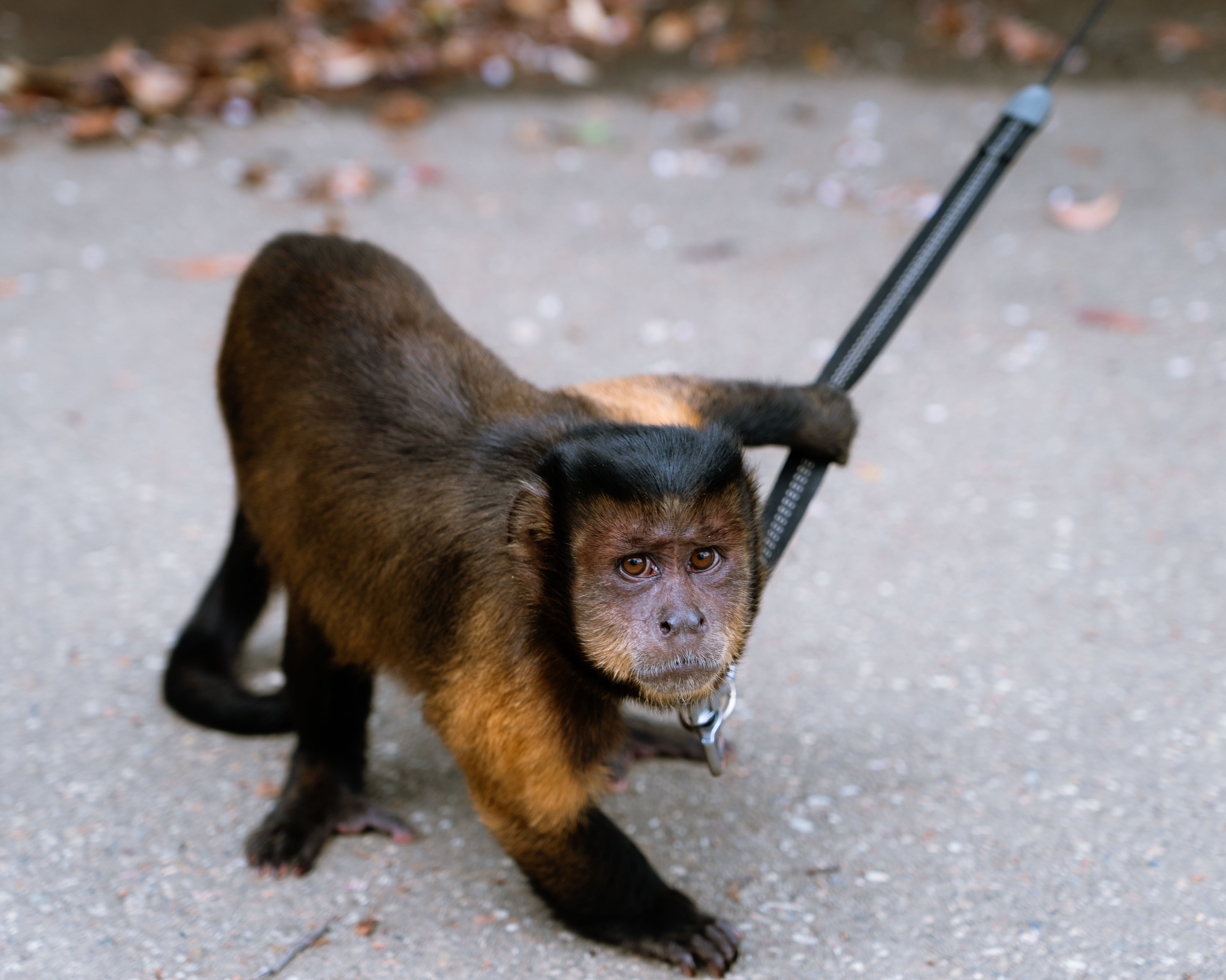 Punch Monkey Photos, Download The BEST Free Punch Monkey Stock Photos ...