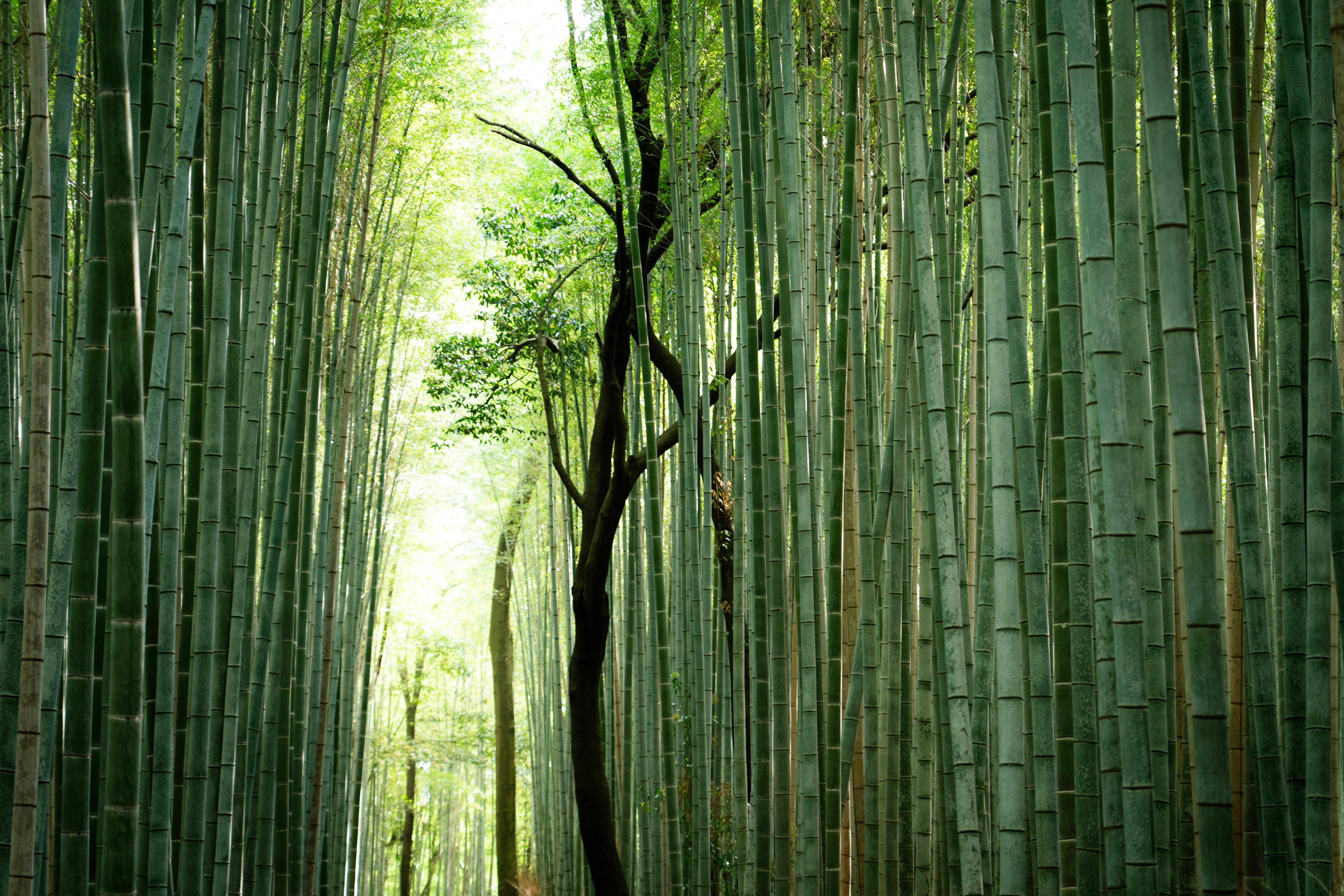 Kyoto, Arashiyama'daki Huzurlu Bambu Ormanı Yolu · Ücretsiz Stok Fotoğraf