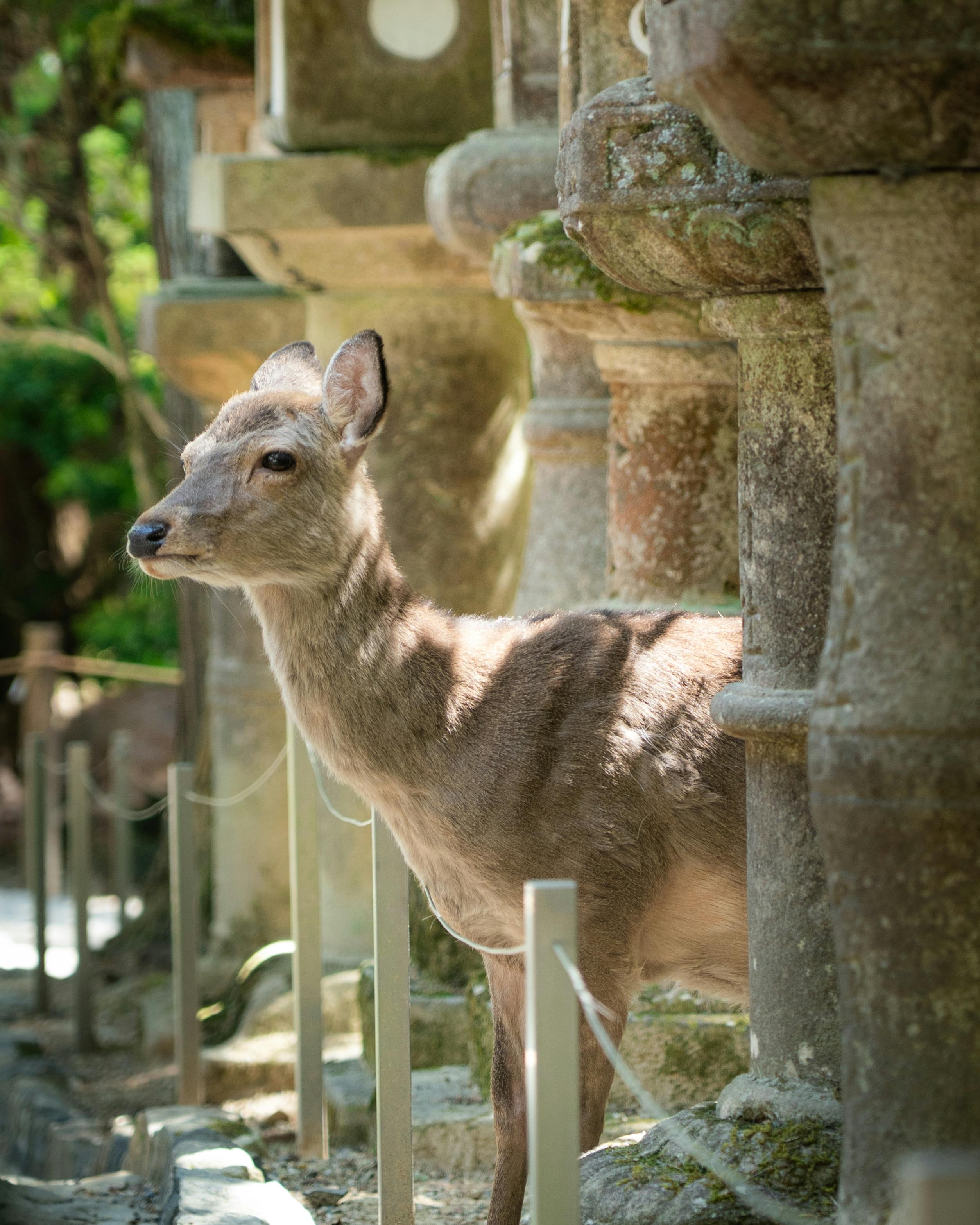 Beautiful Dear In Forest Photos, Download The BEST Free Beautiful Dear ...