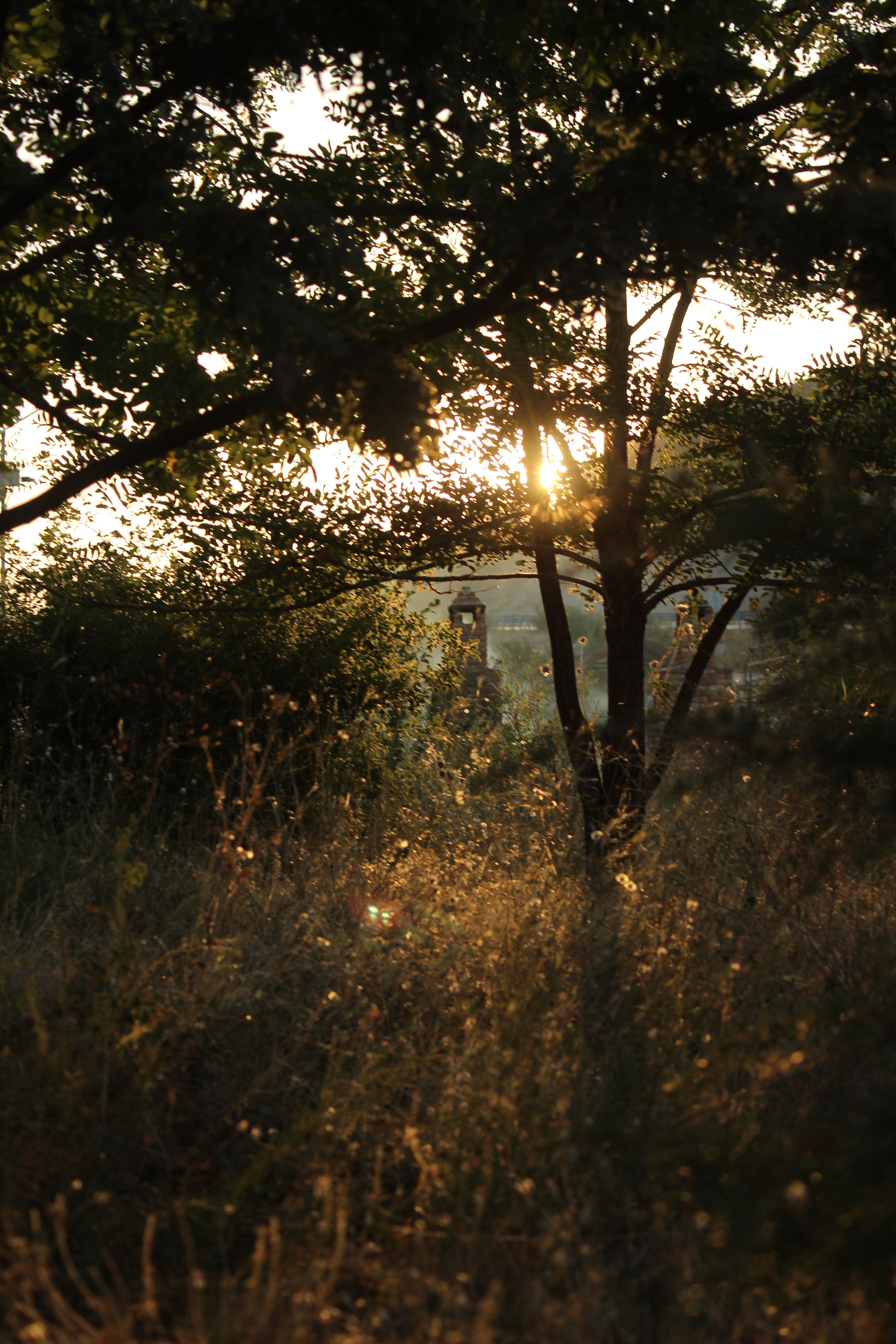 Serene Sunset Through Forest Trees · Free Stock Photo