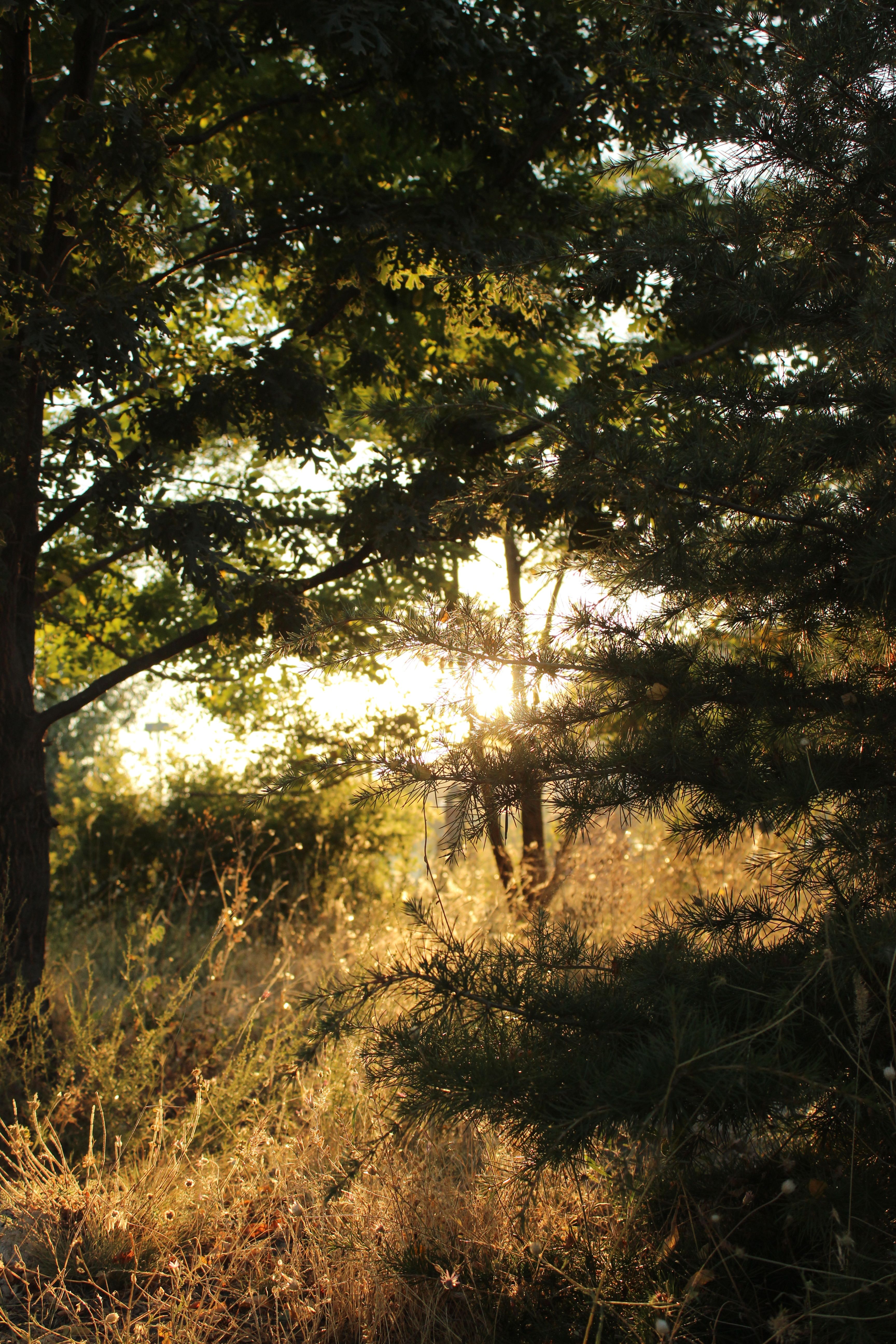 Golden Sunset Through Forest Trees · Free Stock Photo