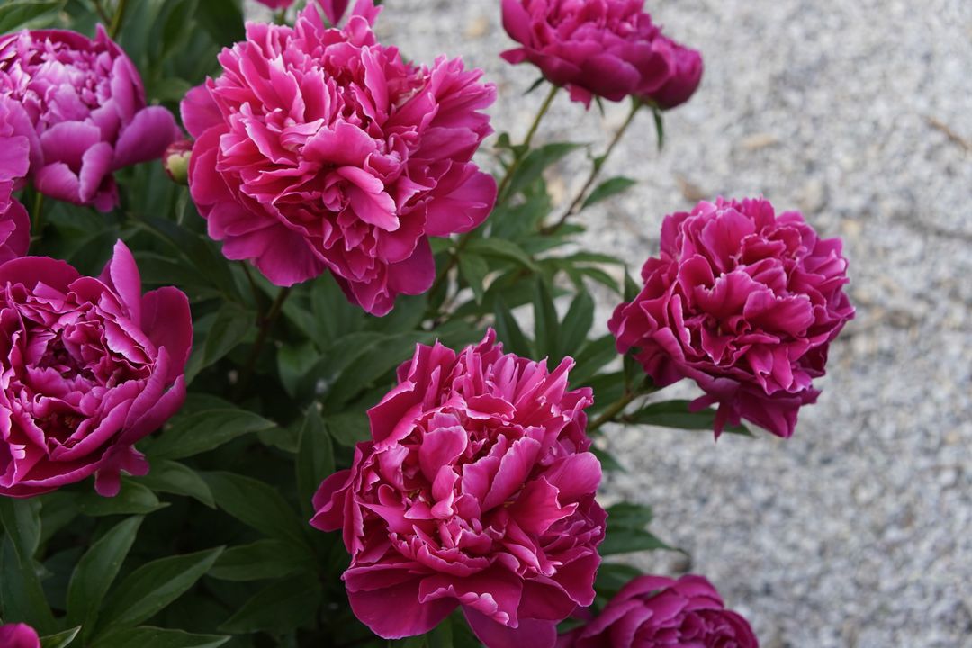 Can you plant peonies in the fall? What to expect