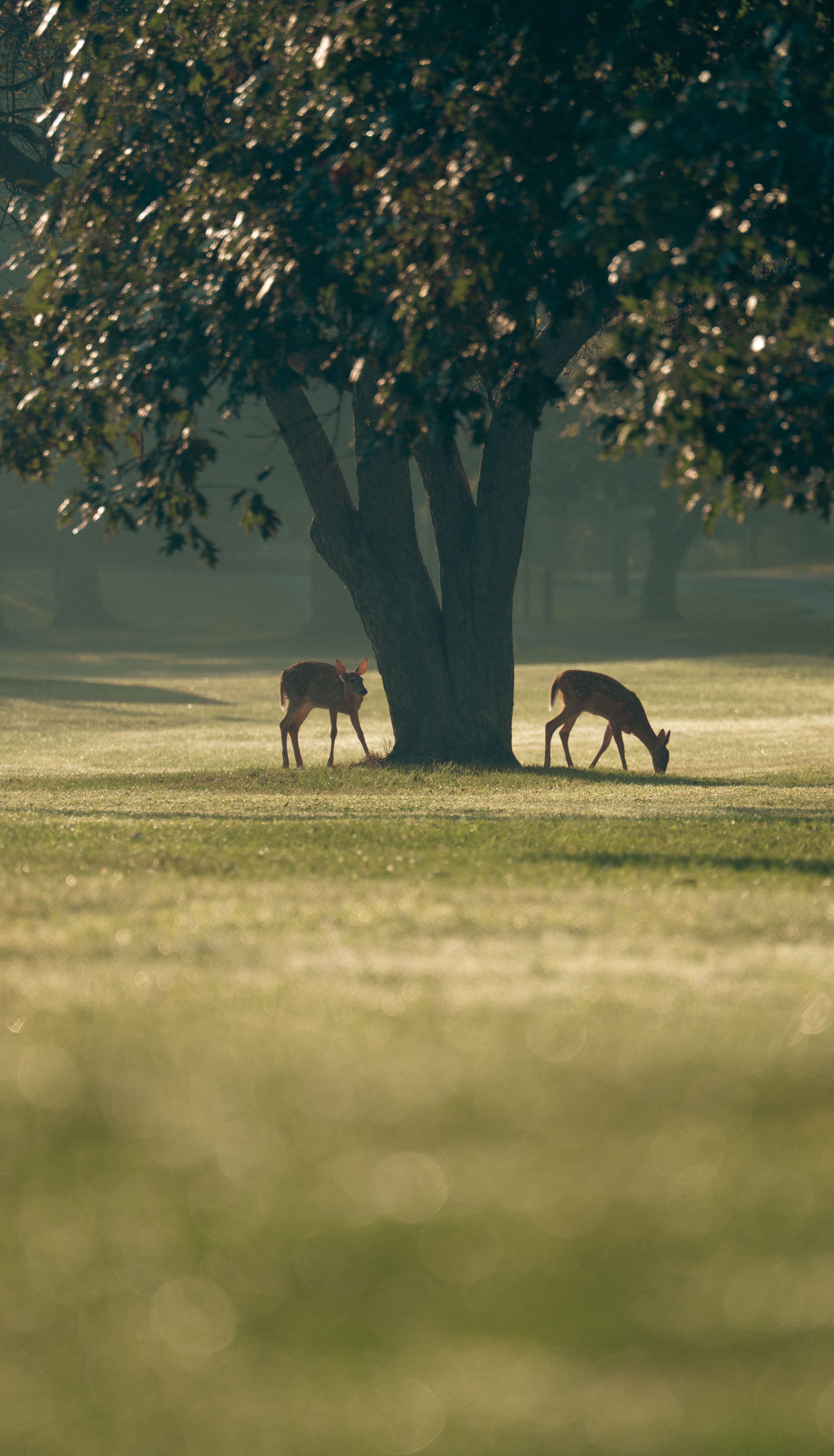 A Deer Under A Tree · Free Stock Photo