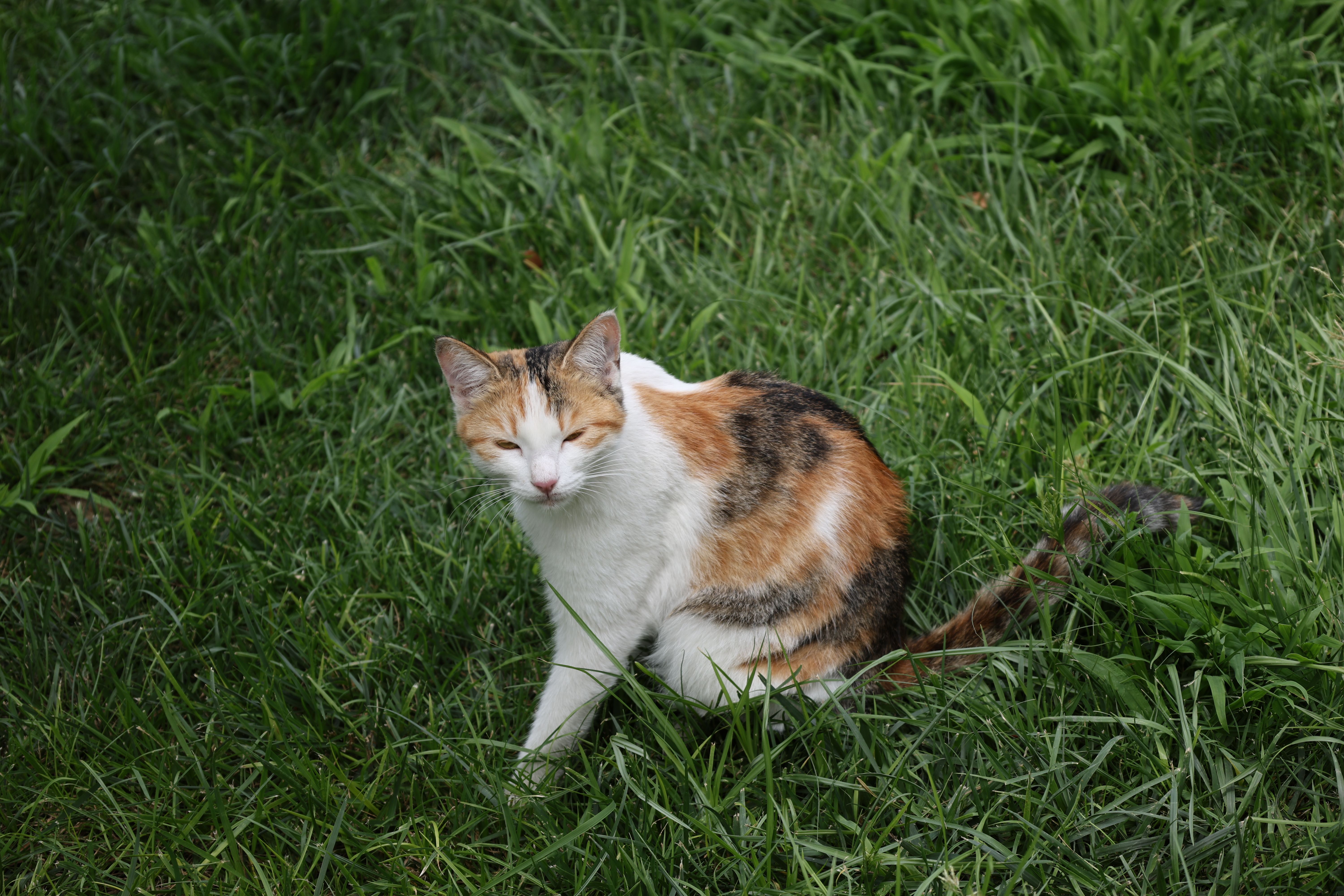 Calico Cat Sitting on Lush Green Grass Outdoors · Free Stock Photo
